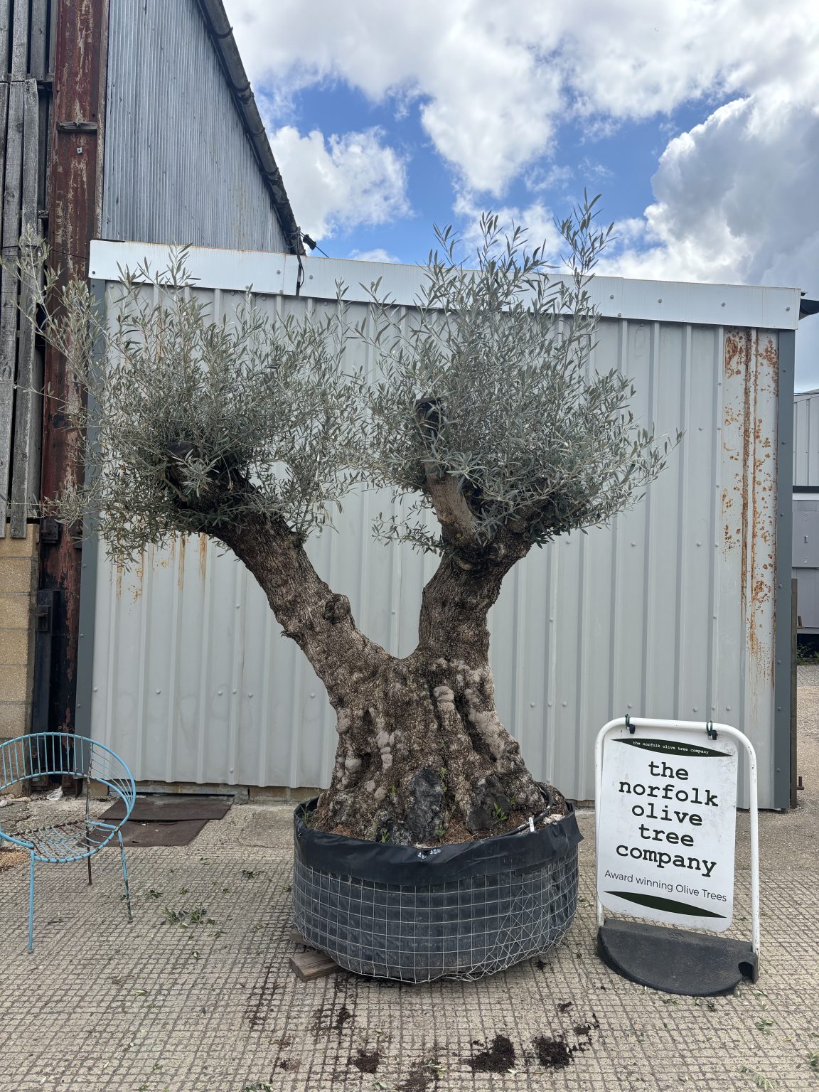 Ancient Olive Tree - The Norfolk Olive Tree Company