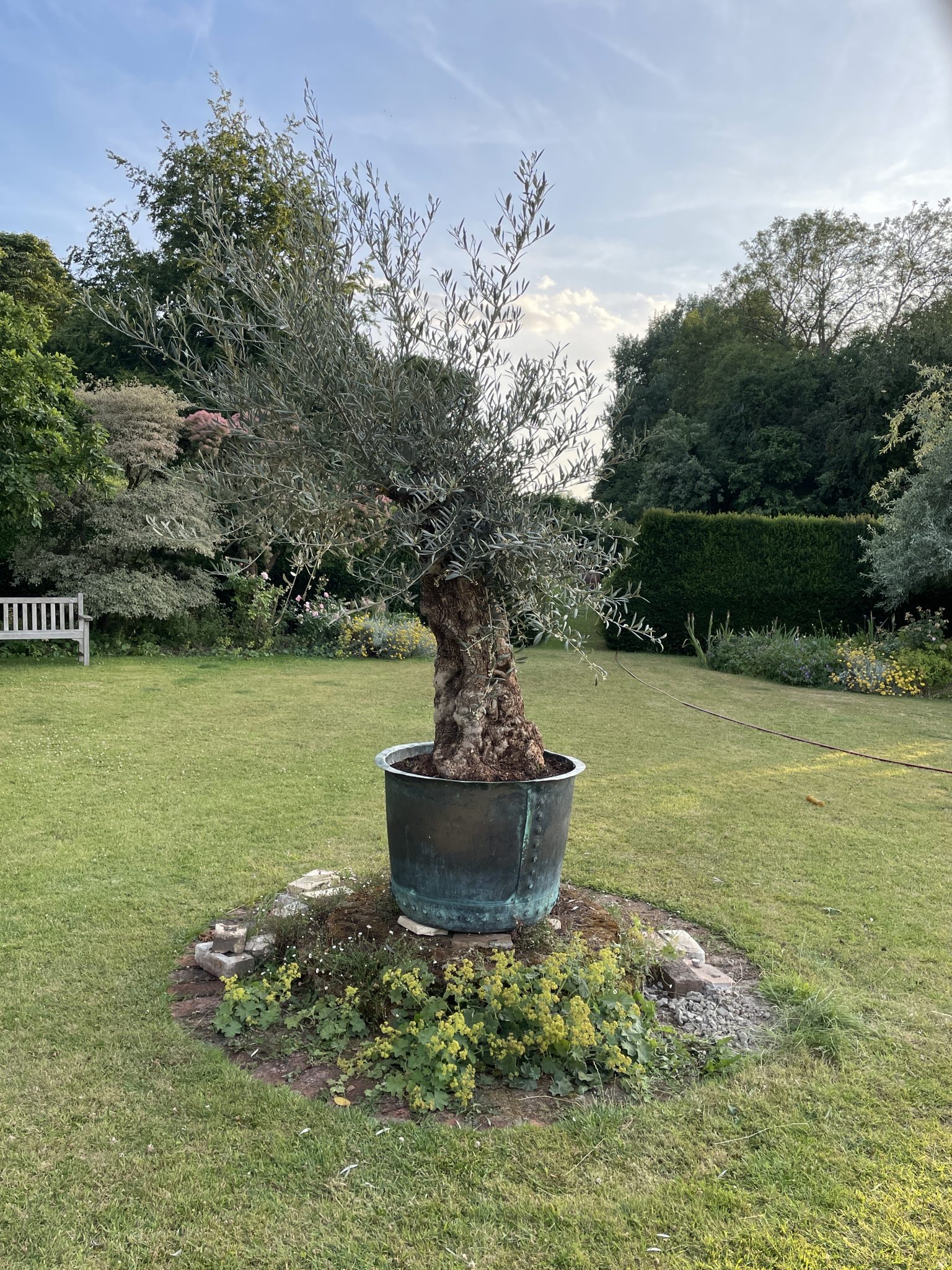 Blog: Top 5 Olive Trees for UK Gardens (And How to Choose the Right One ...