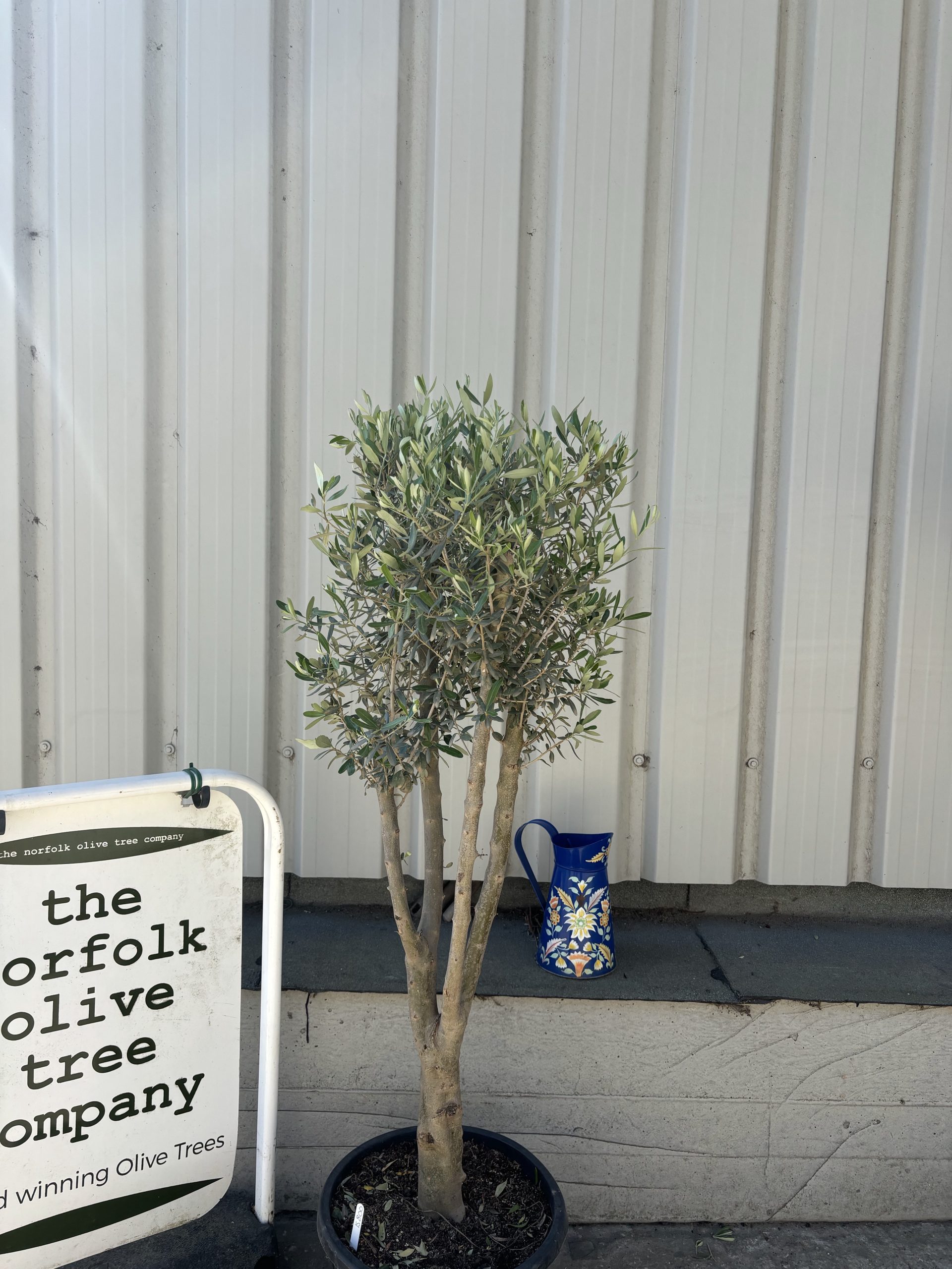 Multi-stem Olive tree. Free delivery. - The Norfolk Olive Tree Company