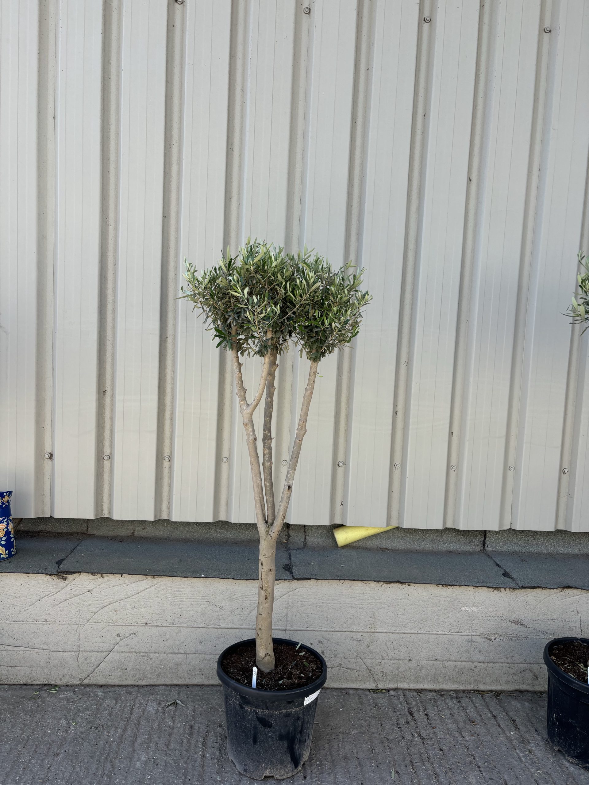 Multi-stem Olive tree. Free delivery. - The Norfolk Olive Tree Company