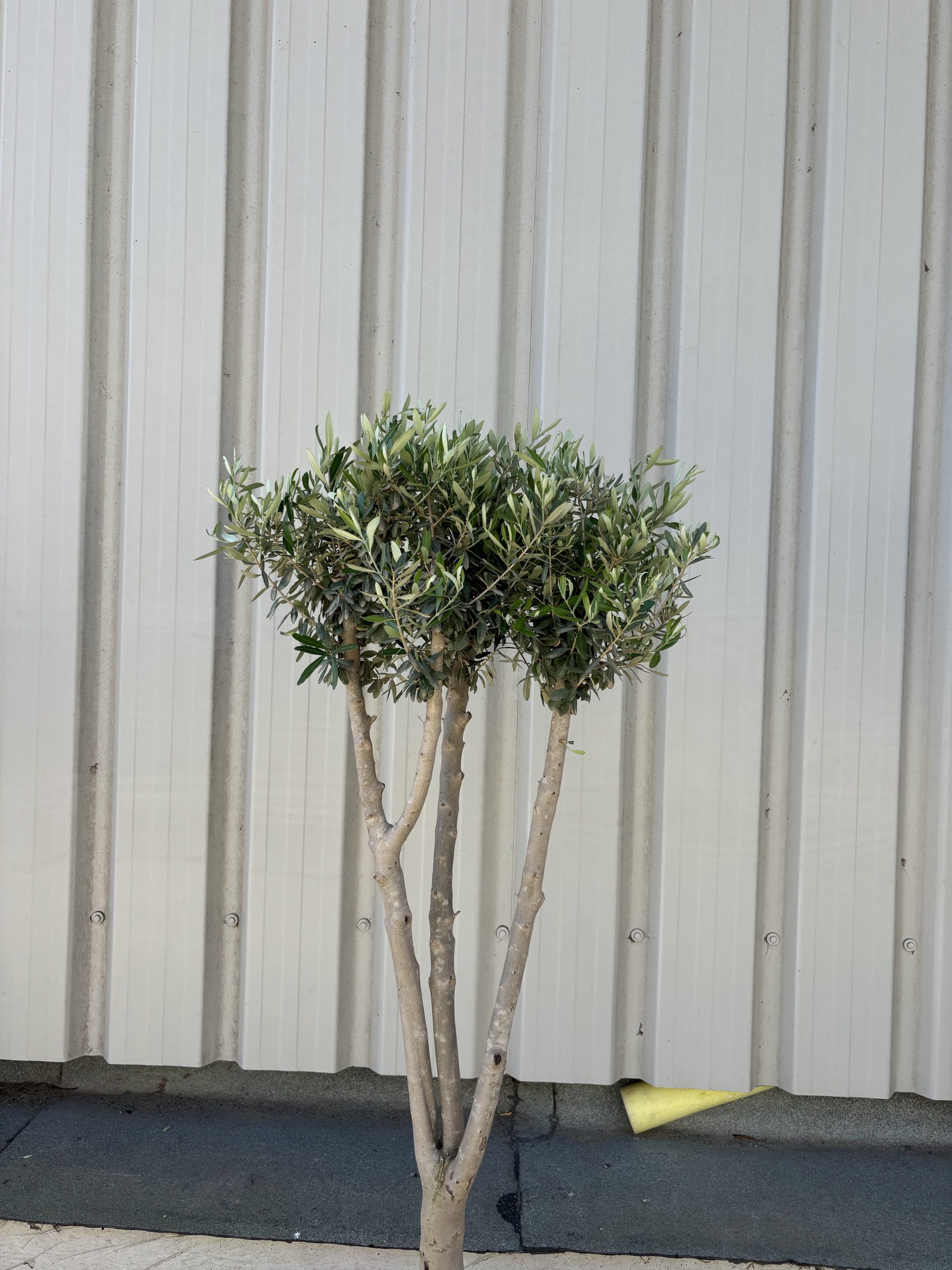 Multi-stem Olive tree. Free delivery. - The Norfolk Olive Tree Company
