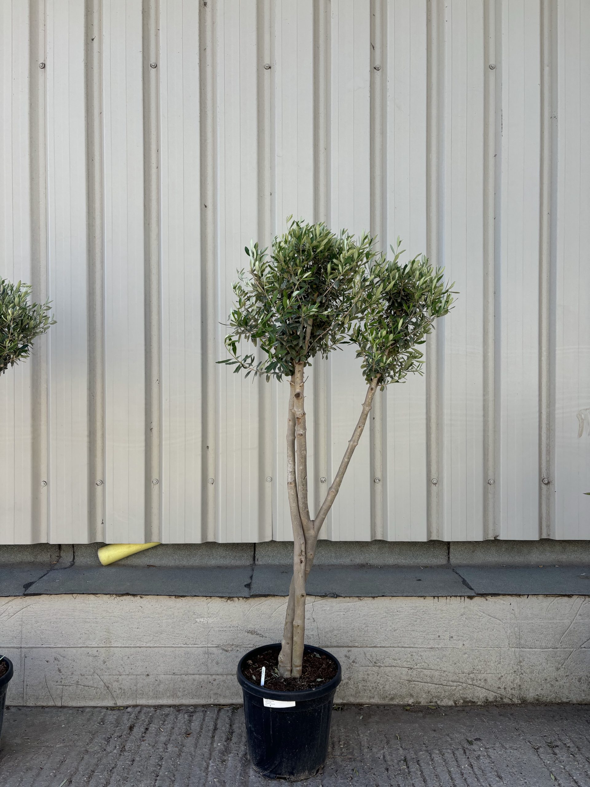 Multi-stem Olive tree. Free delivery. - The Norfolk Olive Tree Company