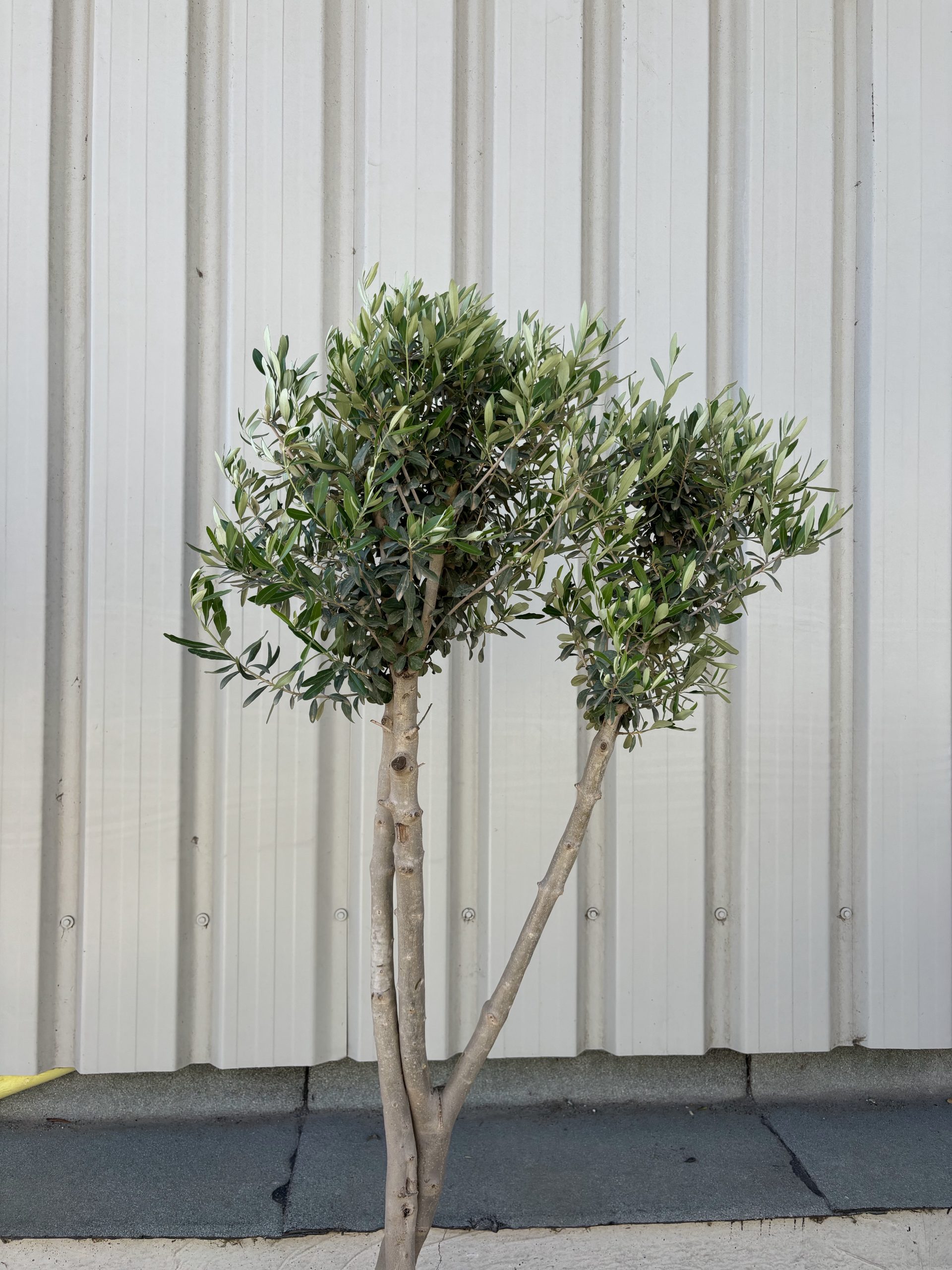 Multi-stem Olive tree. Free delivery. - The Norfolk Olive Tree Company