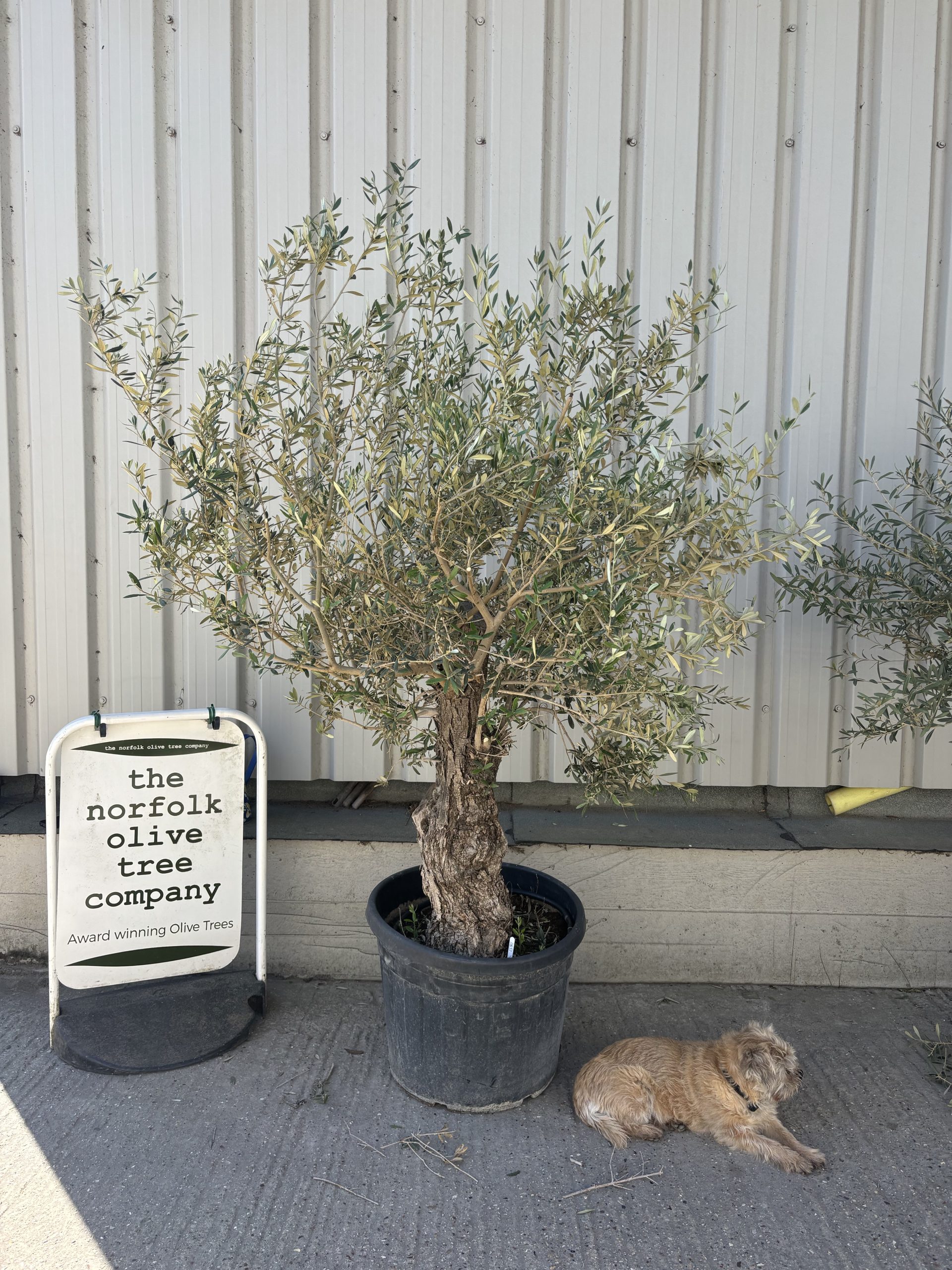 Charming gnarled Olive tree - The Norfolk Olive Tree Company