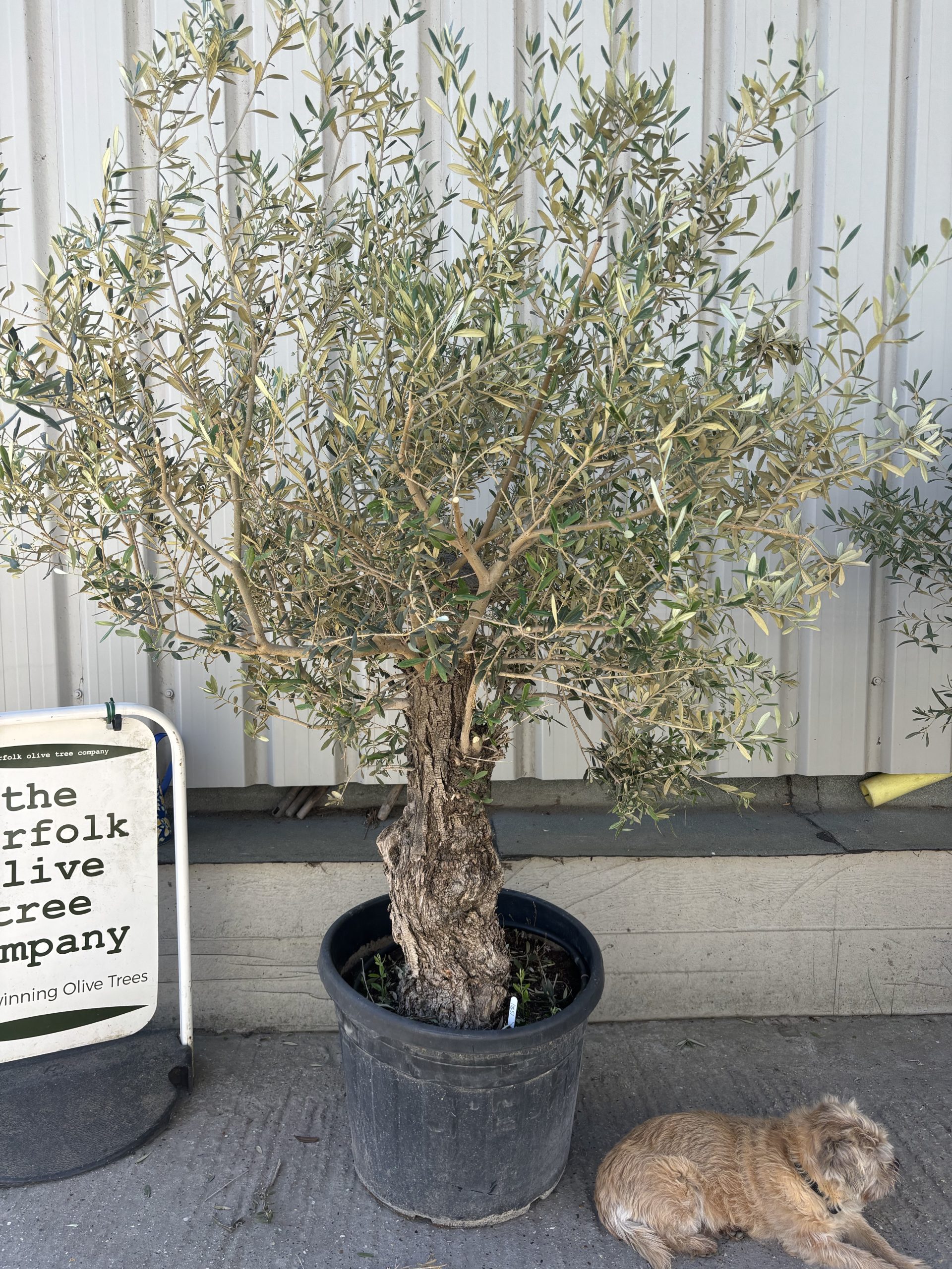 Charming gnarled Olive tree - The Norfolk Olive Tree Company