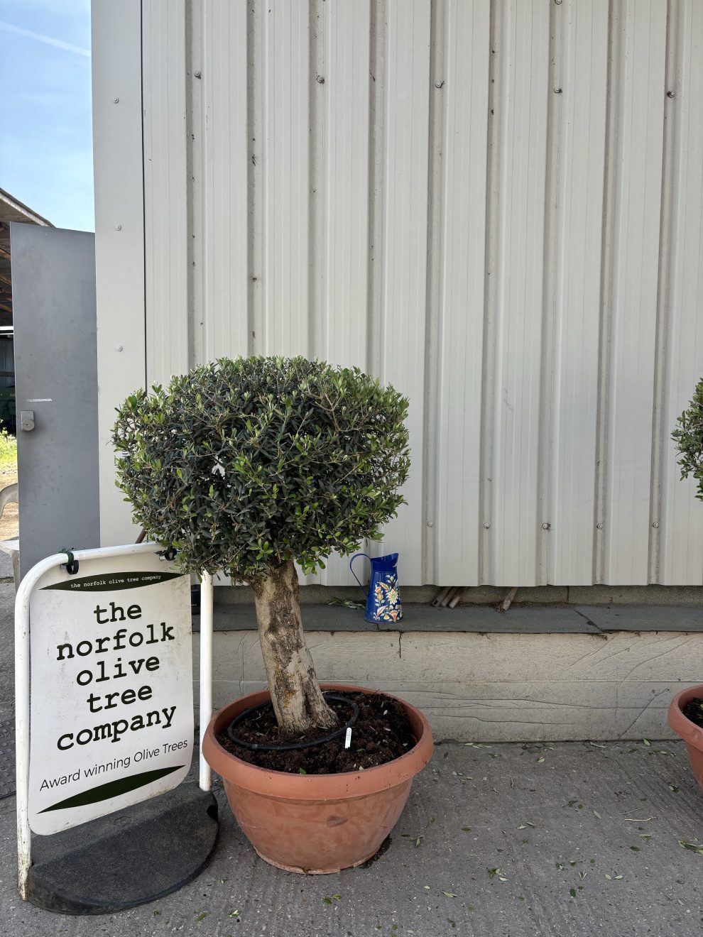 Olive Tree - Topiary Ball Shaped - The Norfolk Olive Tree Company