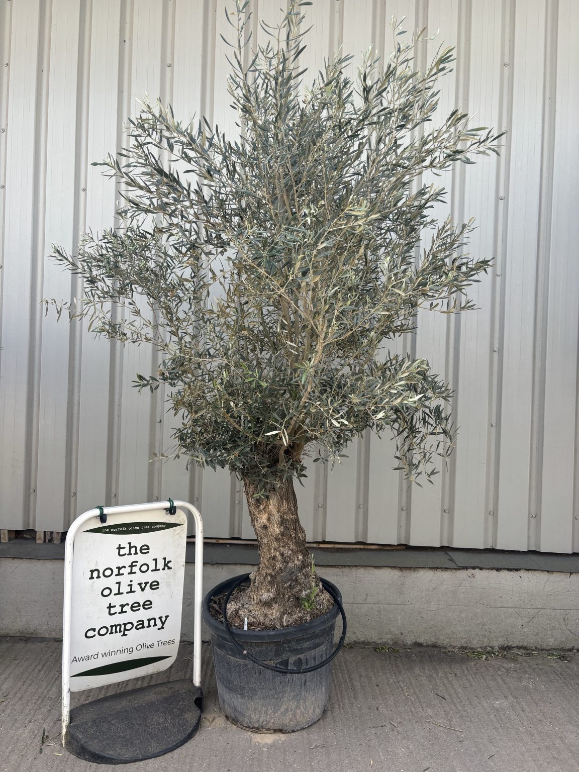 Ancient Olive Tree - Small Specimen - The Norfolk Olive Tree Company