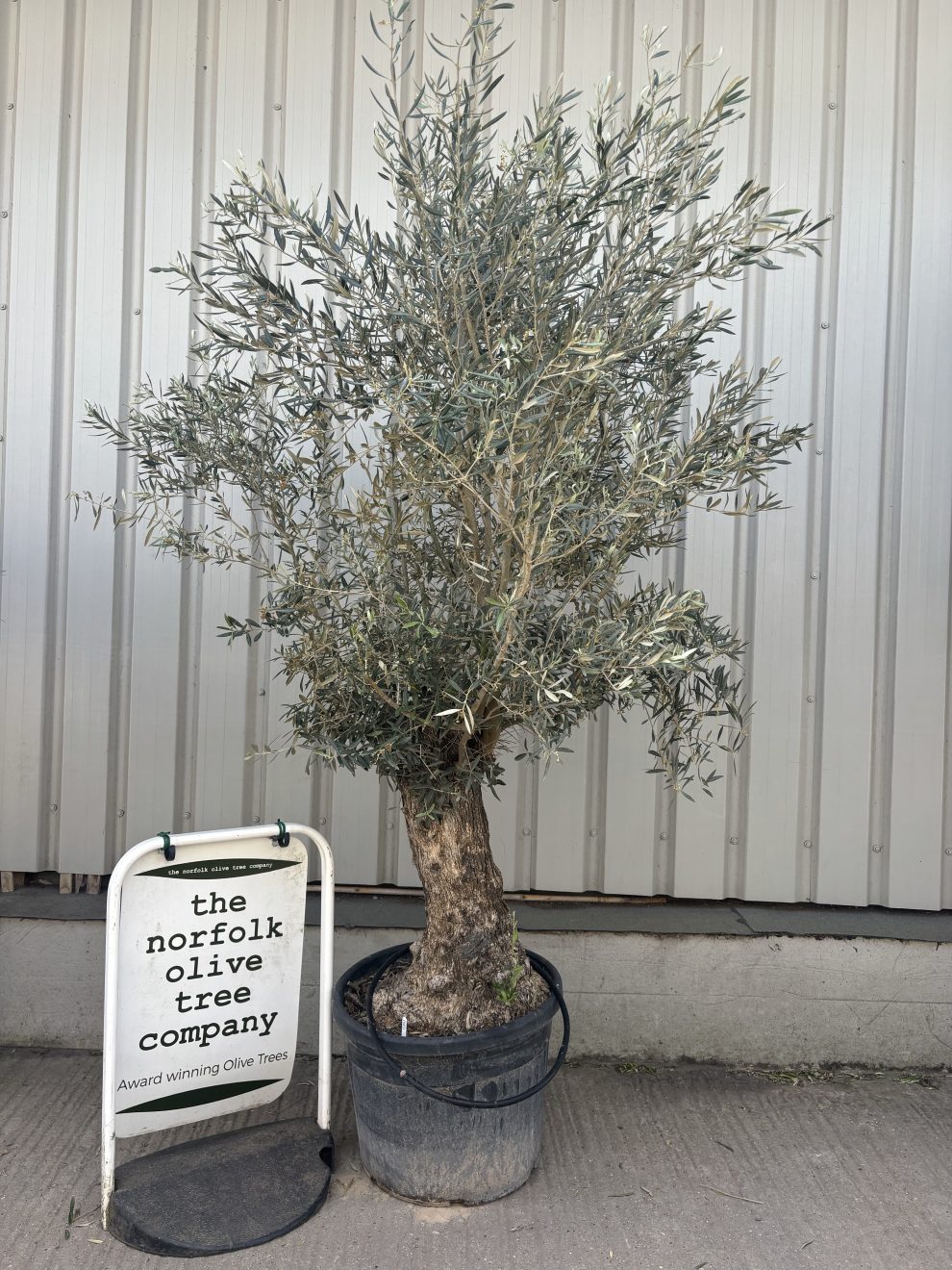 Ancient Olive Tree - Small Specimen - The Norfolk Olive Tree Company