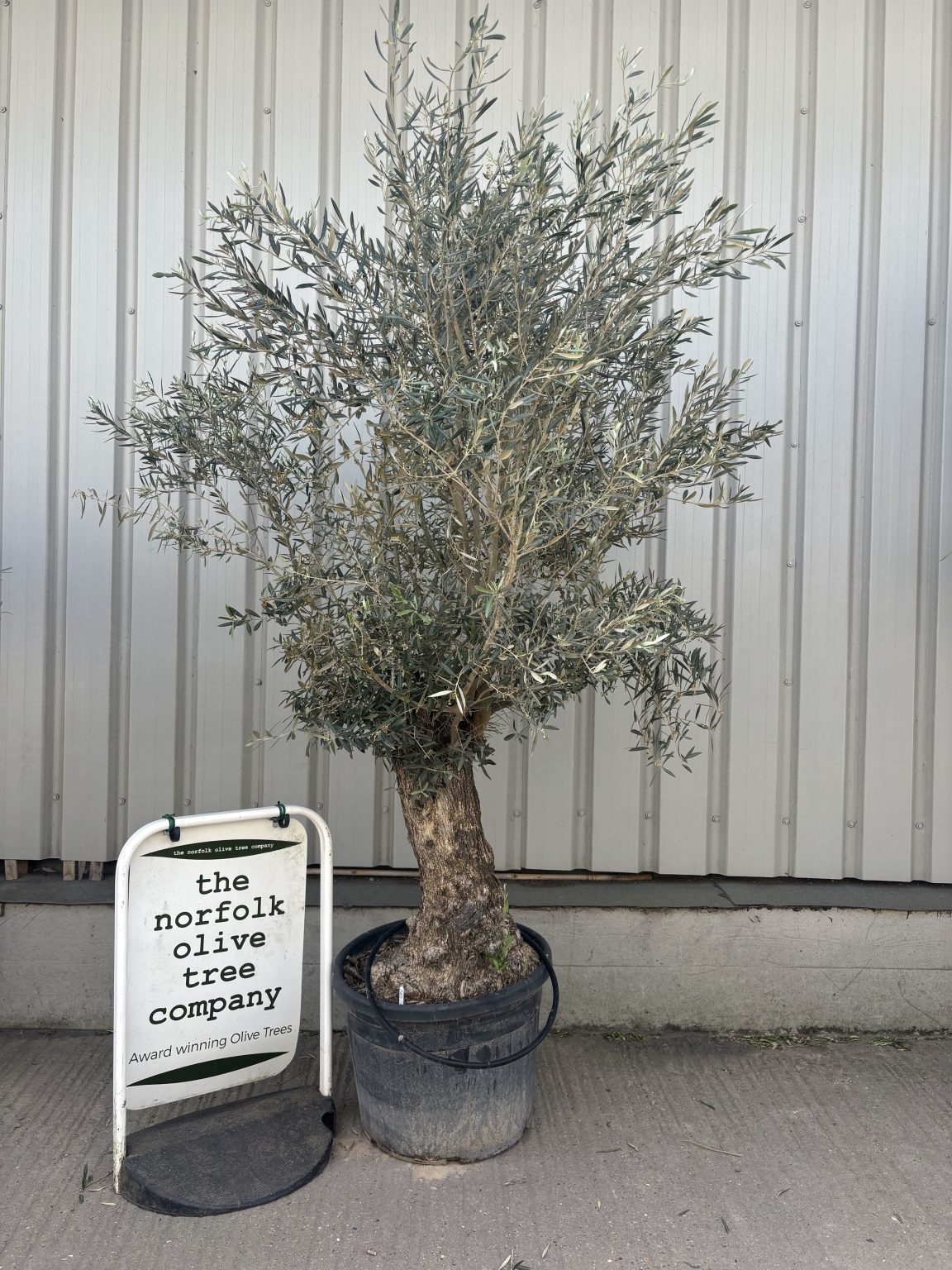 Ancient Olive Tree - Small Specimen - The Norfolk Olive Tree Company
