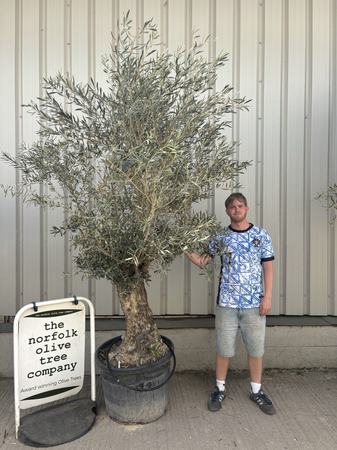 Ancient Olive Tree - Small Specimen - The Norfolk Olive Tree Company