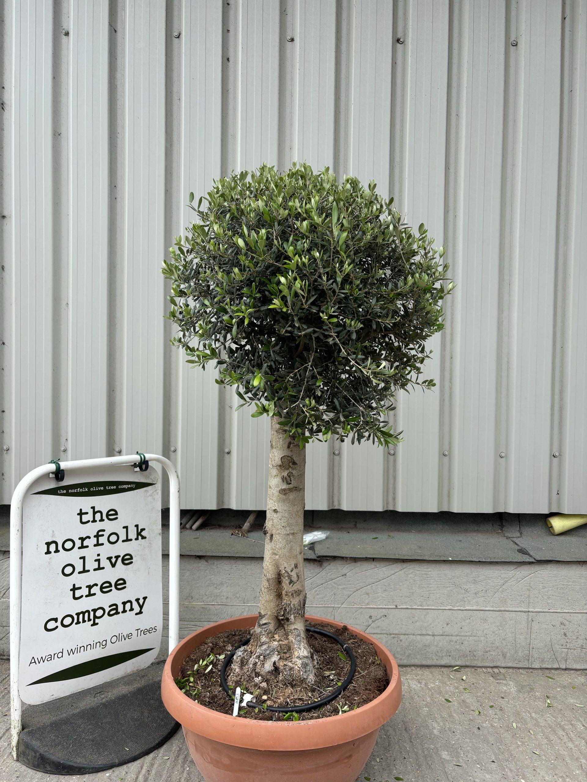 Olive Tree - Topiary Ball Shaped - The Norfolk Olive Tree Company