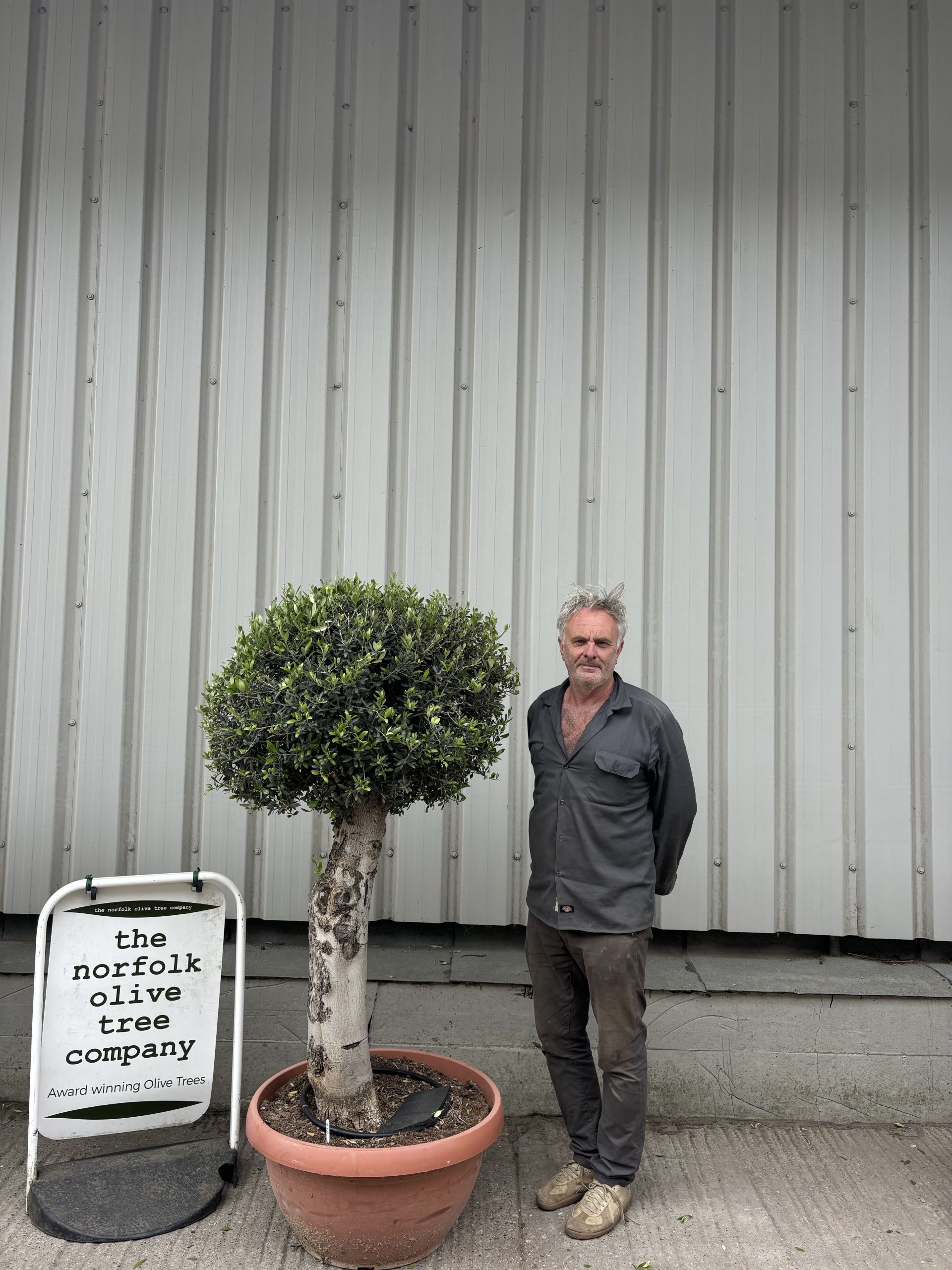 Olive Tree - Topiary Ball Shaped - The Norfolk Olive Tree Company