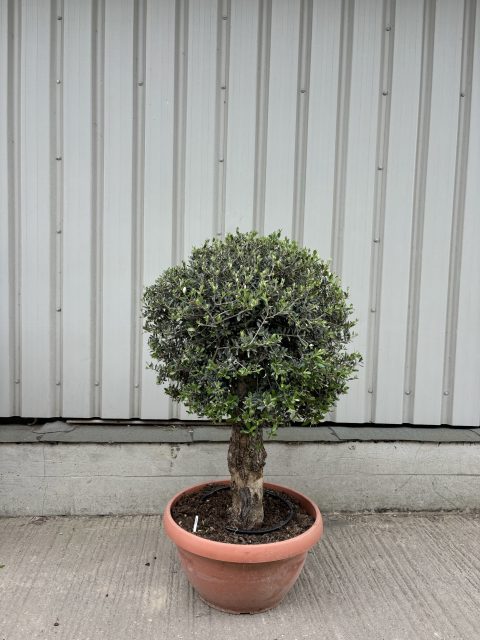 Olive Tree - Topiary Ball Shaped - The Norfolk Olive Tree Company