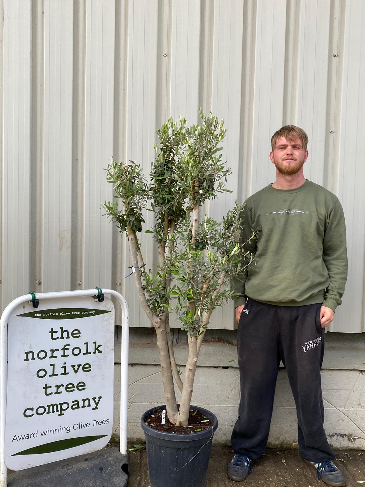 Multi-stem Olive tree. Delivery included. - The Norfolk Olive Tree Company