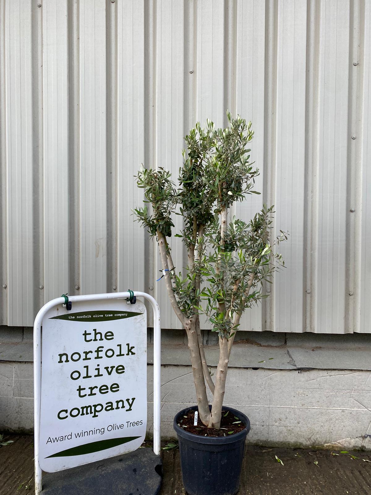 Multi-stem Olive tree. Delivery included. - The Norfolk Olive Tree Company