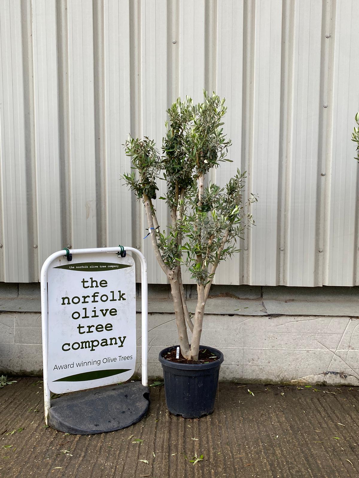 Multi-stem Olive tree. Delivery included. - The Norfolk Olive Tree Company