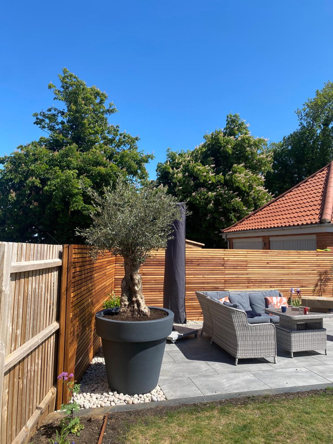 The Forever Pot: Large garden pots for trees - The Norfolk Olive Tree ...