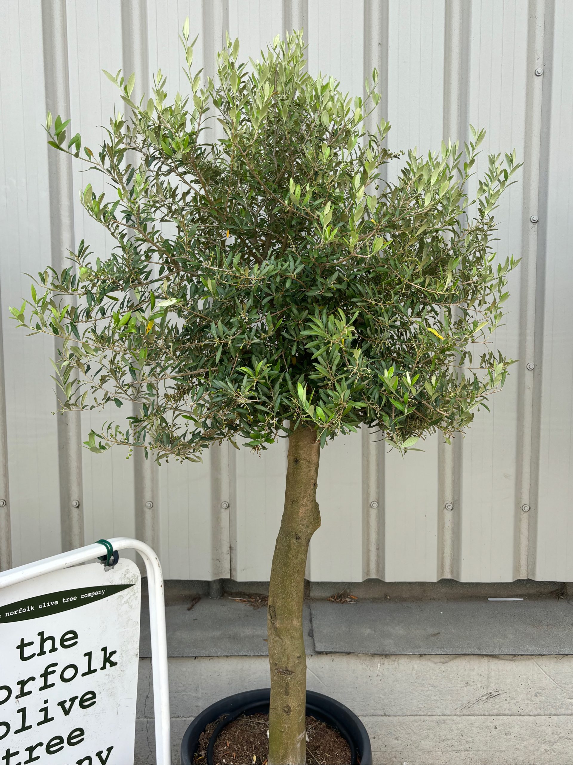 Mature Olive tree delivery included - The Norfolk Olive Tree Company