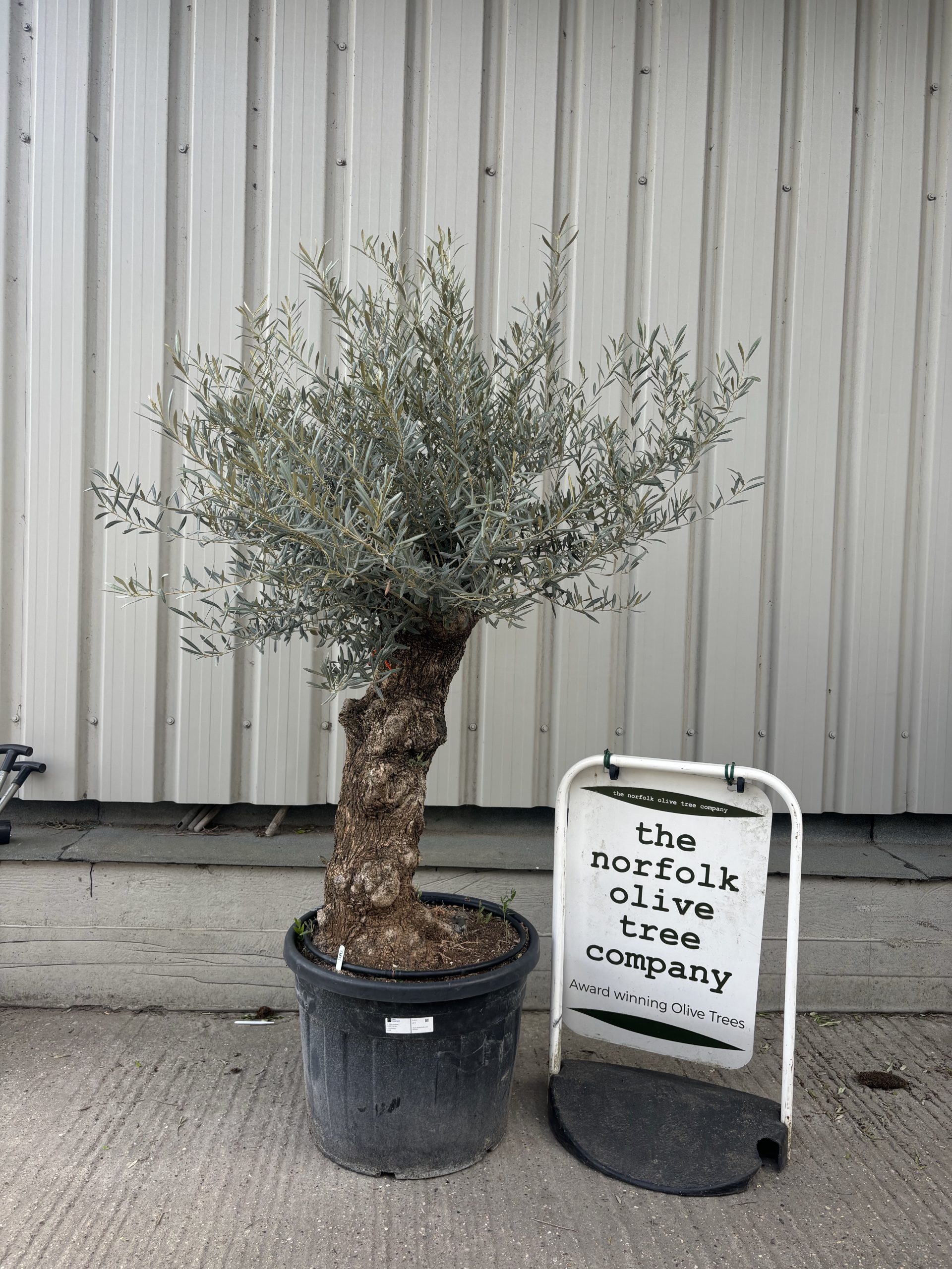 Charming gnarled Olive tree - The Norfolk Olive Tree Company