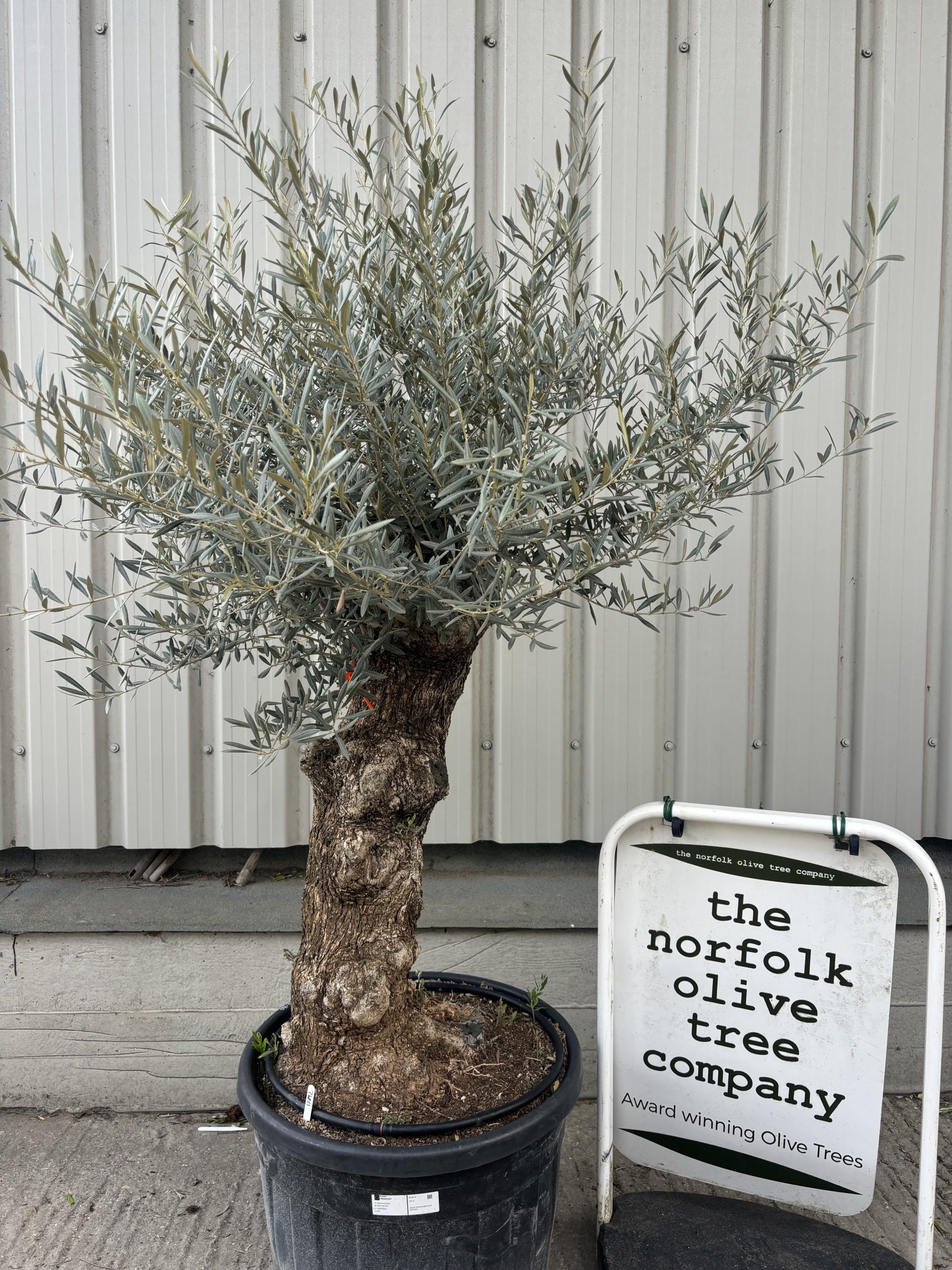 Charming gnarled Olive tree - The Norfolk Olive Tree Company