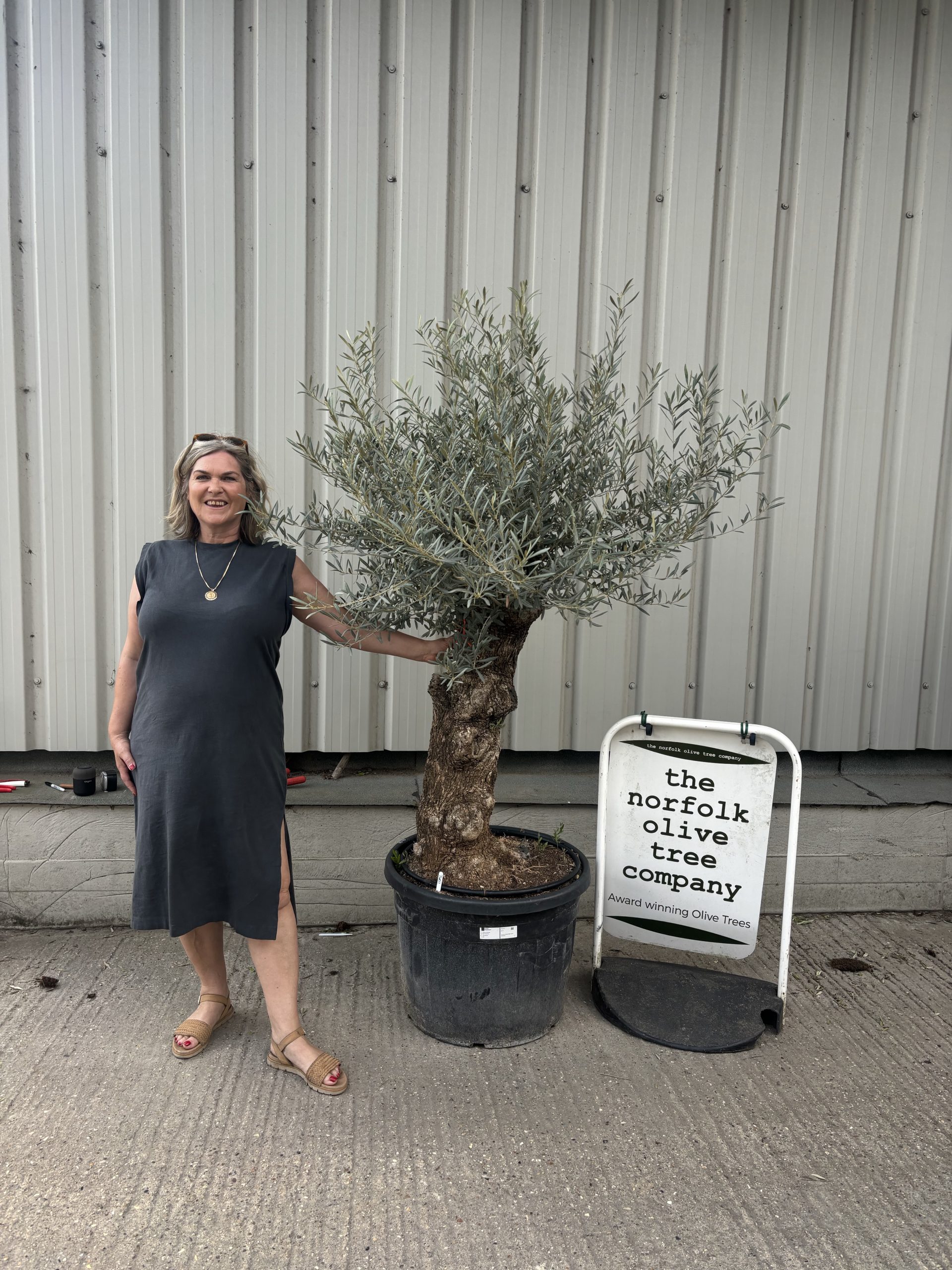 Charming gnarled Olive tree - The Norfolk Olive Tree Company
