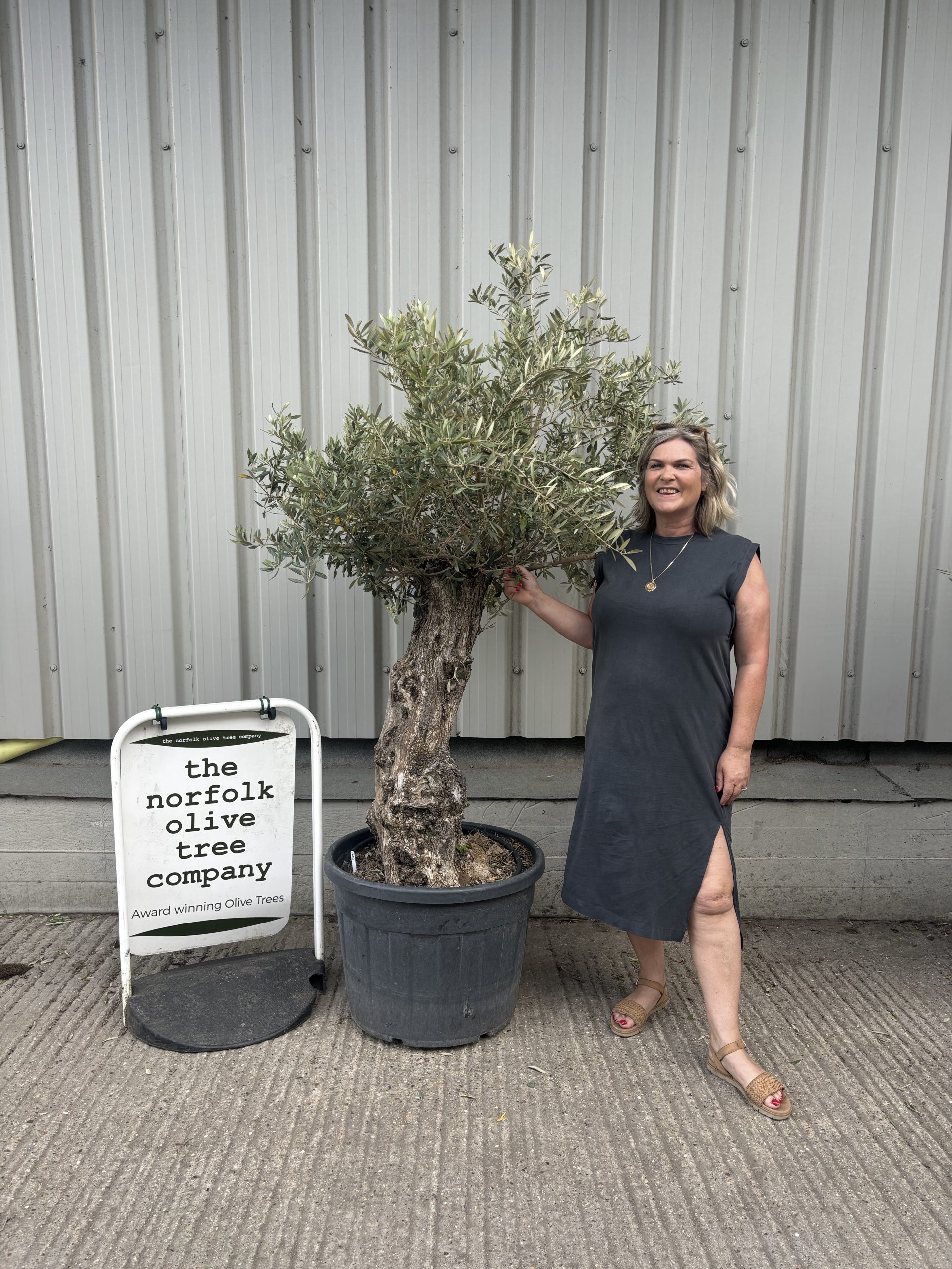 Charming gnarled Olive tree - The Norfolk Olive Tree Company