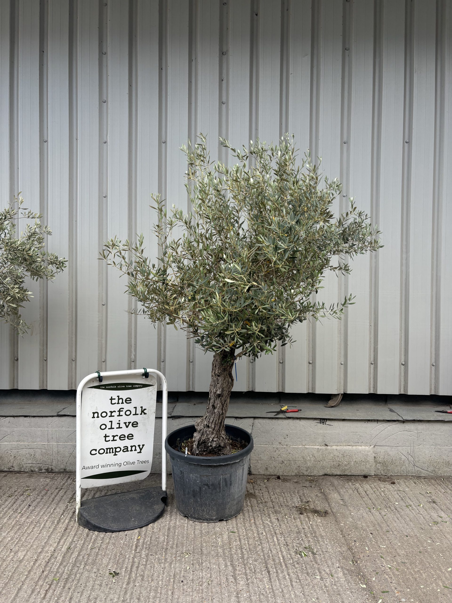 Ancient Olive Tree - Small Specimen - The Norfolk Olive Tree Company
