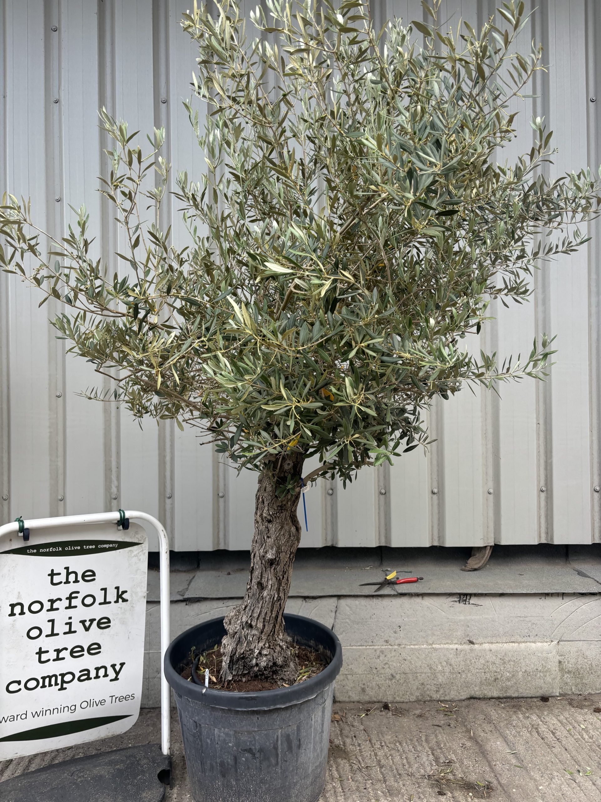 Ancient Olive Tree - Small Specimen - The Norfolk Olive Tree Company
