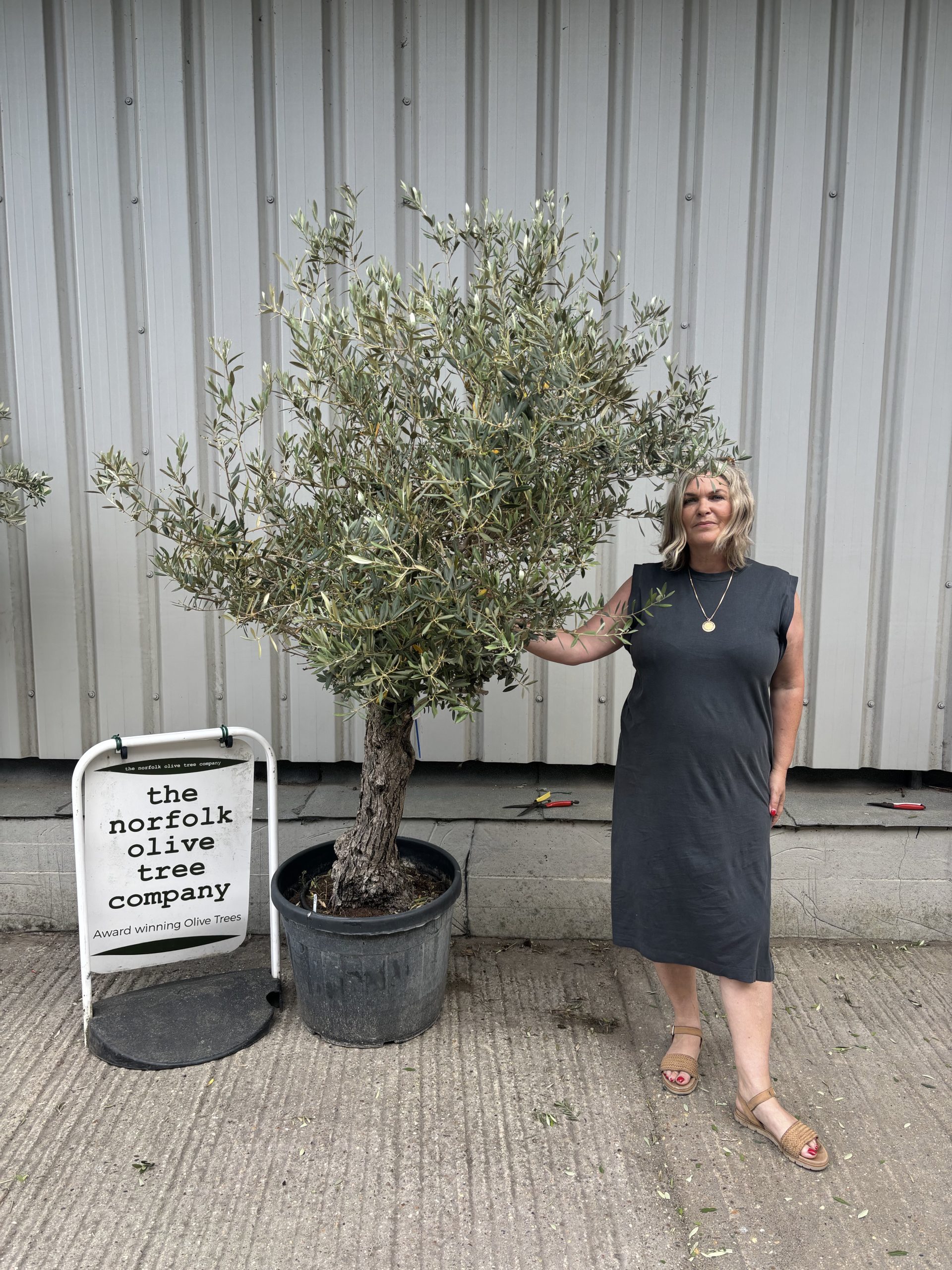 Ancient Olive Tree - Small Specimen - The Norfolk Olive Tree Company