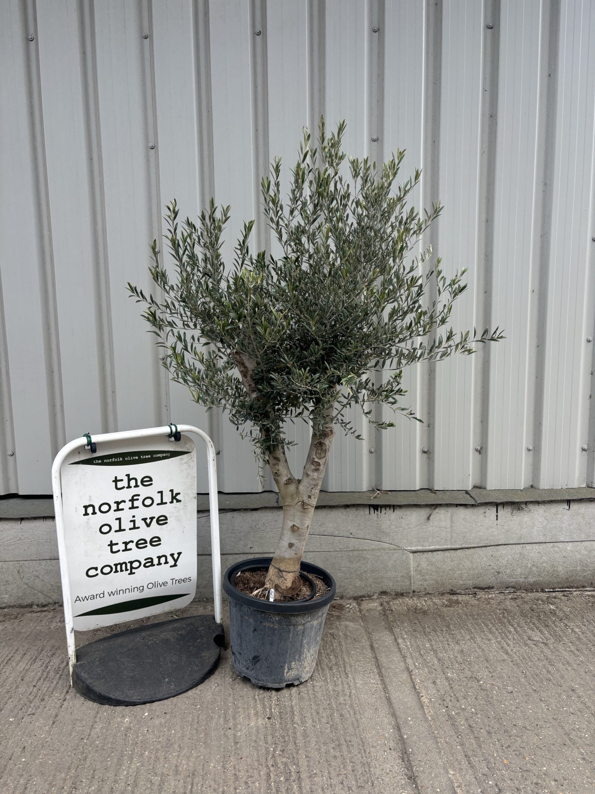 Vase shaped Olive tree delivery included - The Norfolk Olive Tree Company