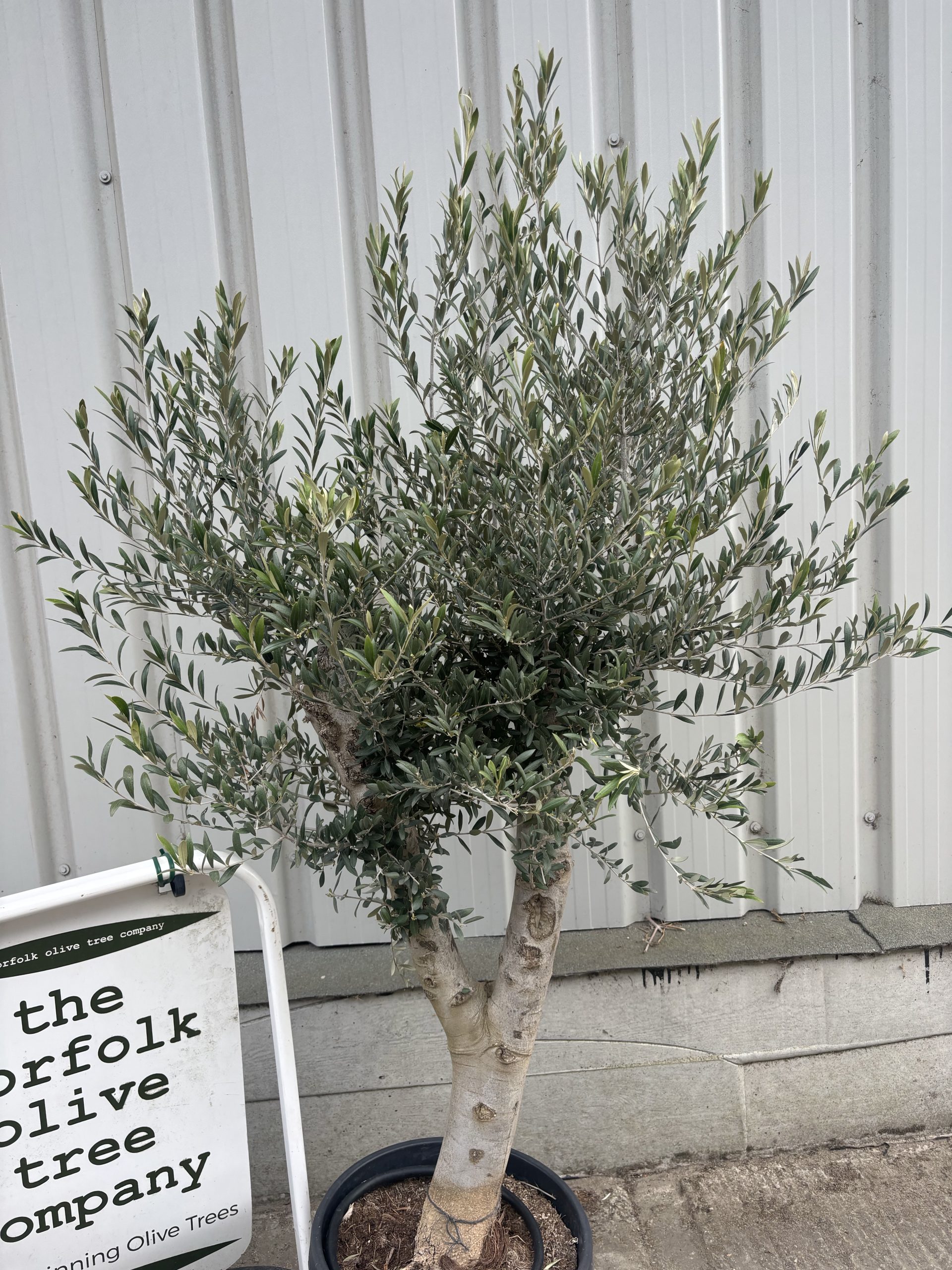 Vase shaped Olive tree delivery included - The Norfolk Olive Tree Company