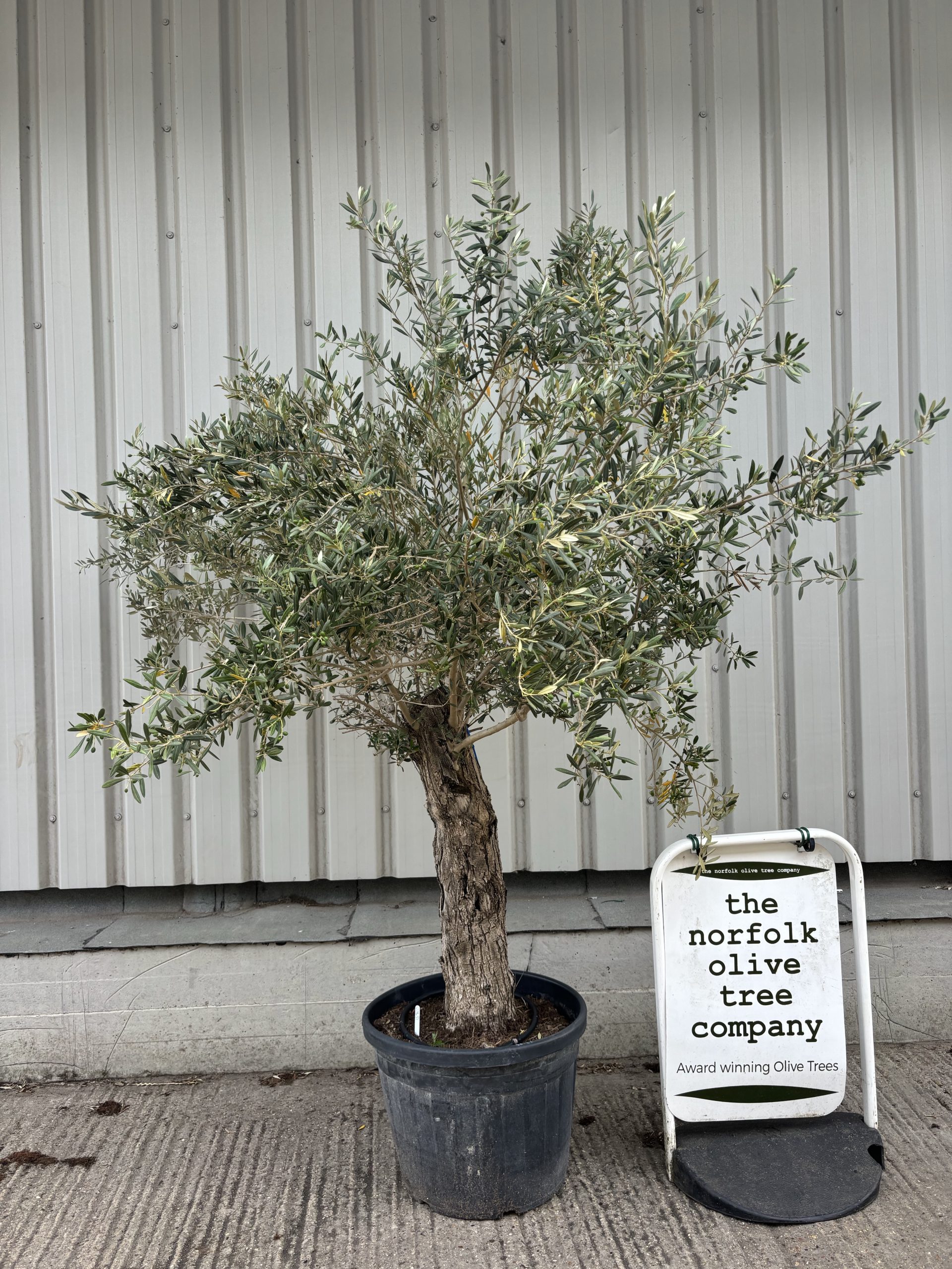 Ancient Olive Tree - Small Specimen - The Norfolk Olive Tree Company
