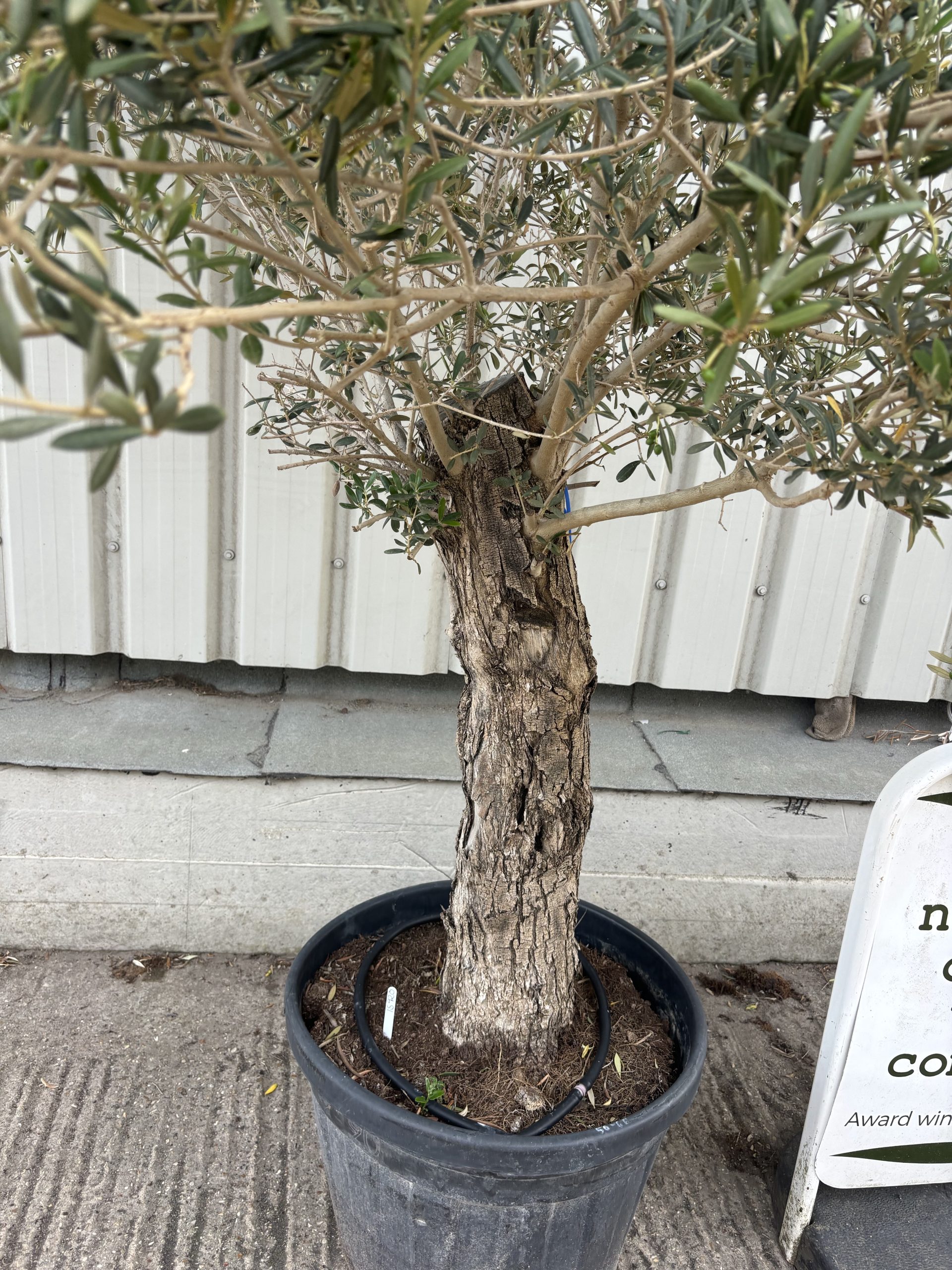 Ancient Olive Tree - Small Specimen - The Norfolk Olive Tree Company