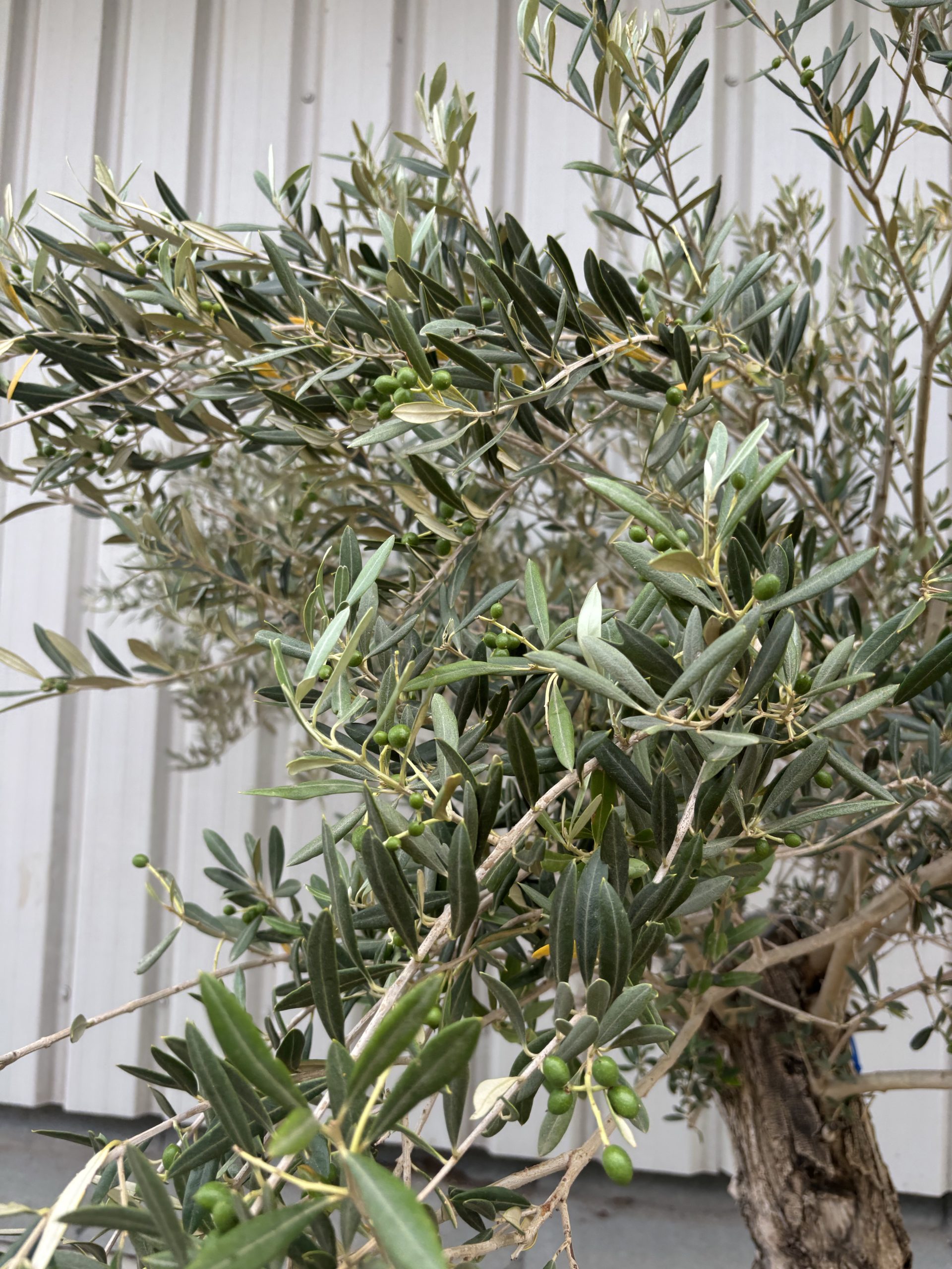 Ancient Olive Tree - Small Specimen - The Norfolk Olive Tree Company
