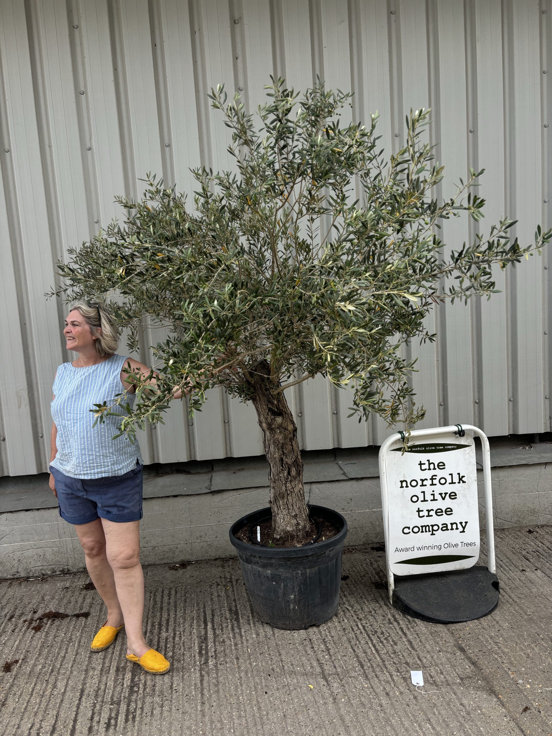 Ancient Olive Tree - Small Specimen - The Norfolk Olive Tree Company