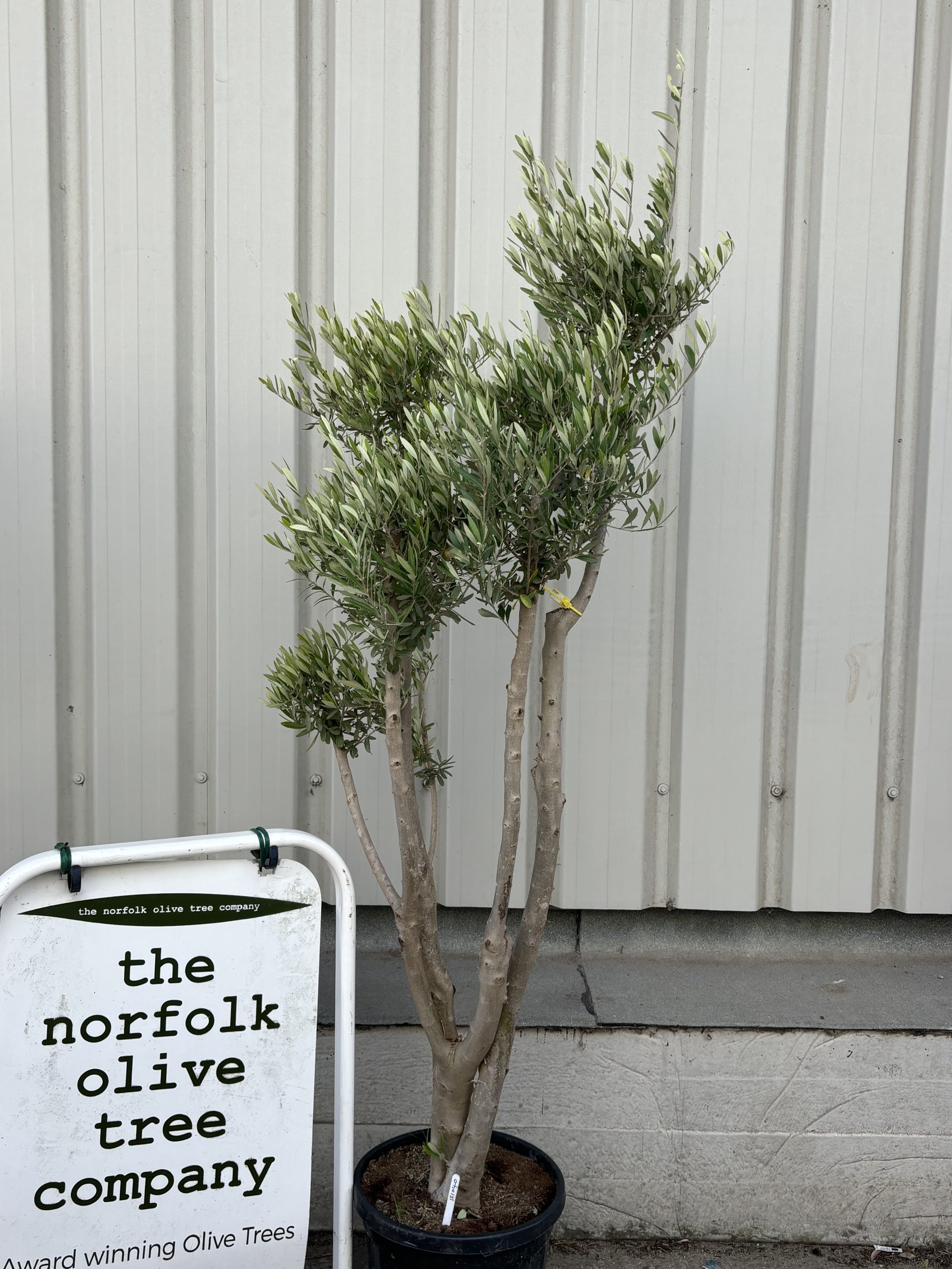 Multi-stem Olive tree. Delivery included. - The Norfolk Olive Tree Company