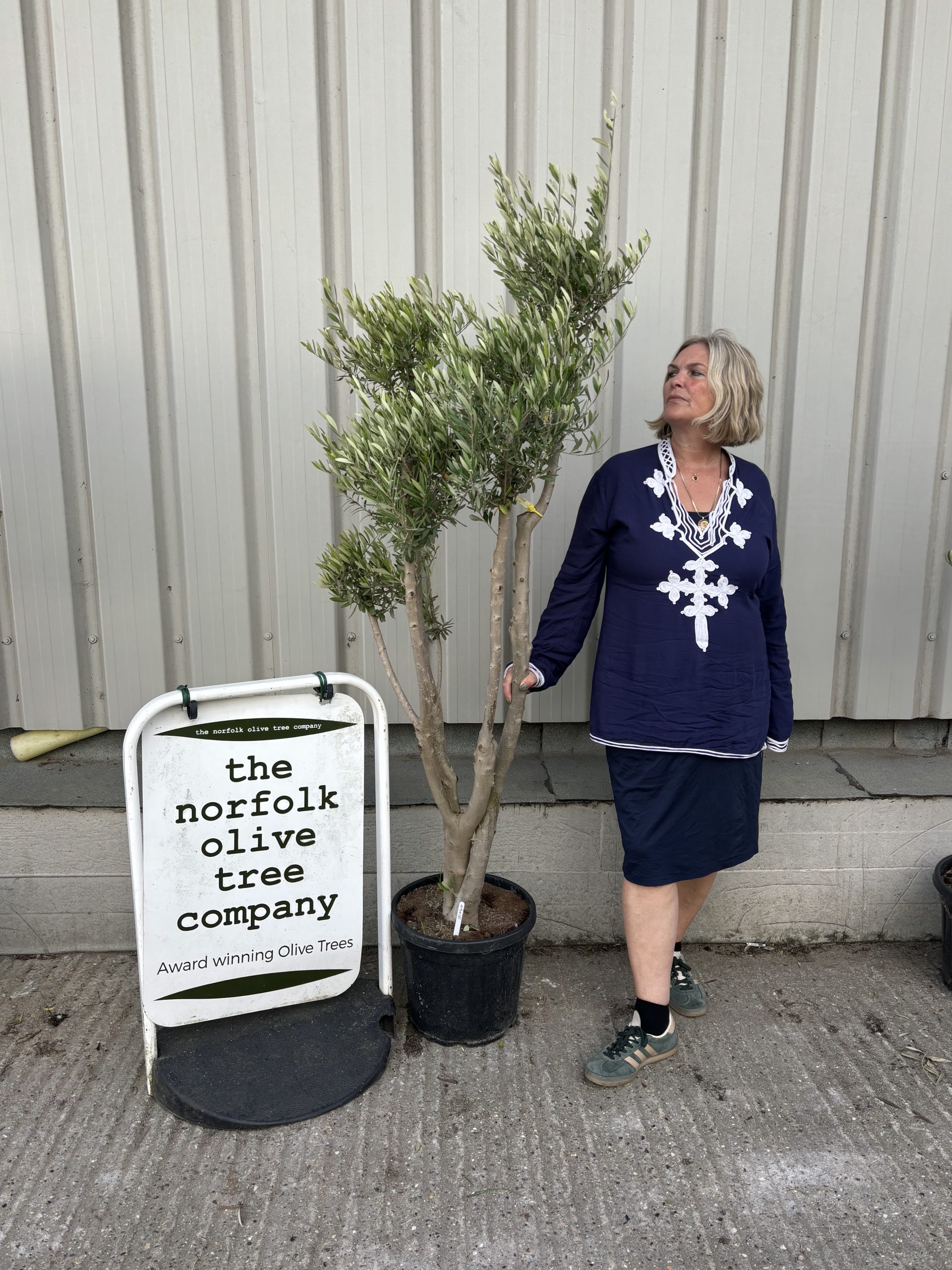 Multi-stem Olive tree. Delivery included. - The Norfolk Olive Tree Company