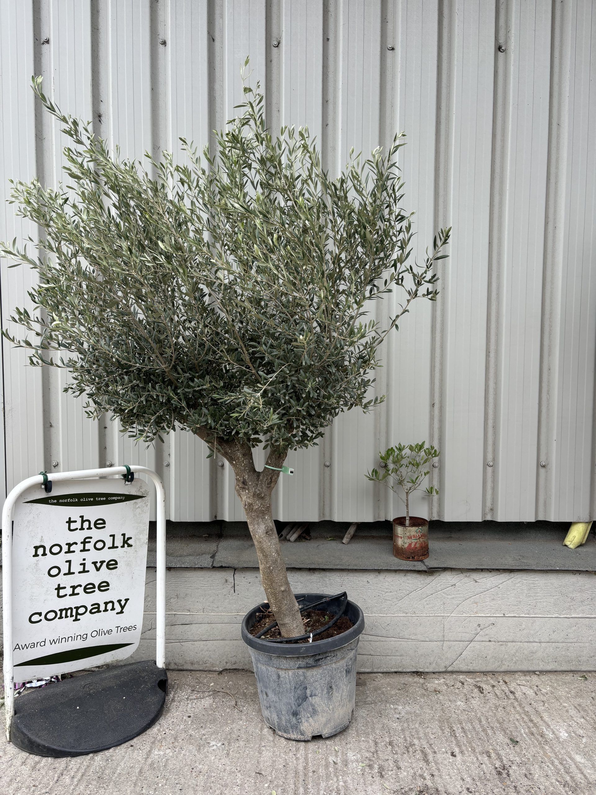 Vase shaped Olive tree delivery included - The Norfolk Olive Tree Company