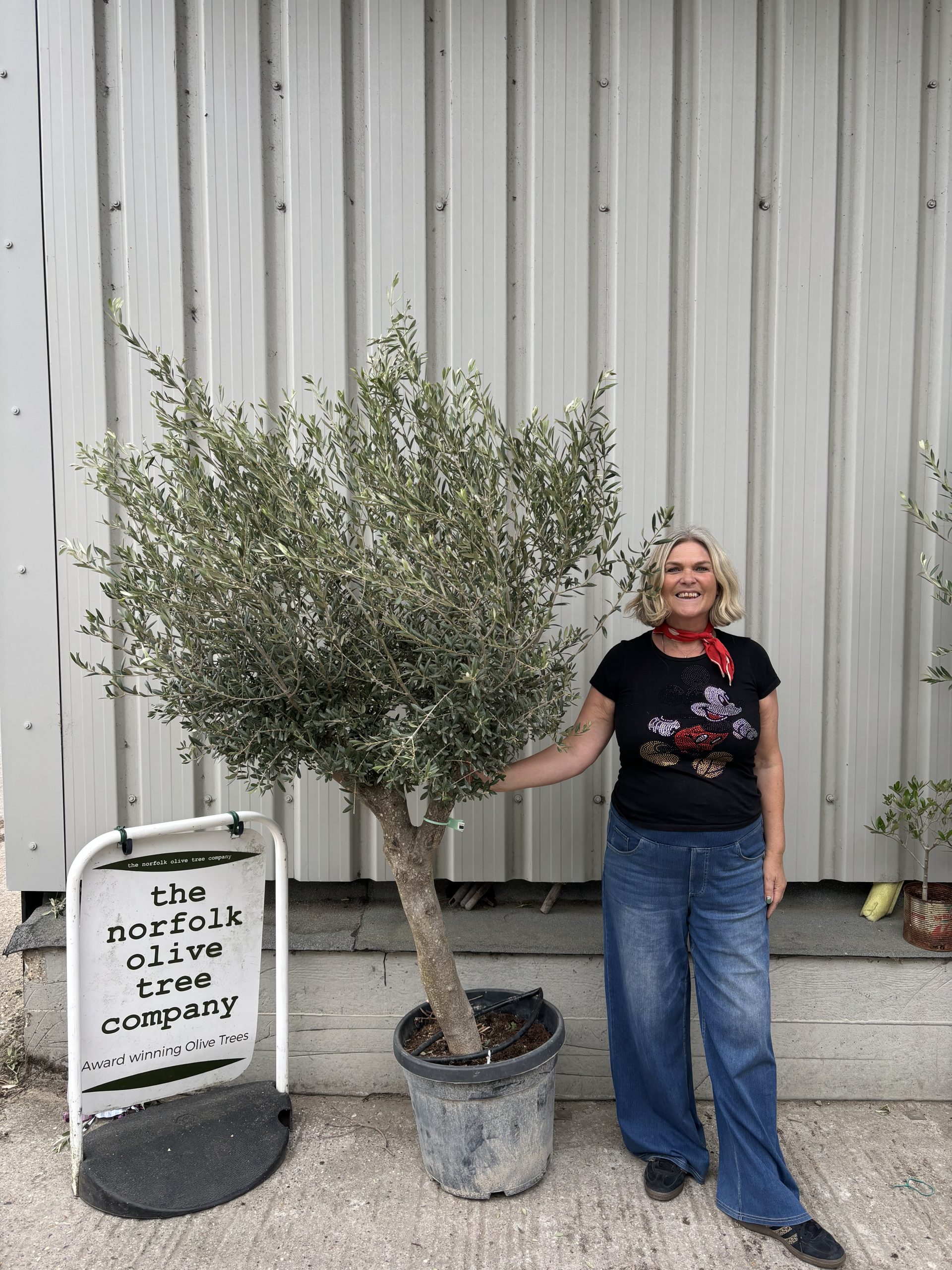 Vase shaped Olive tree delivery included - The Norfolk Olive Tree Company