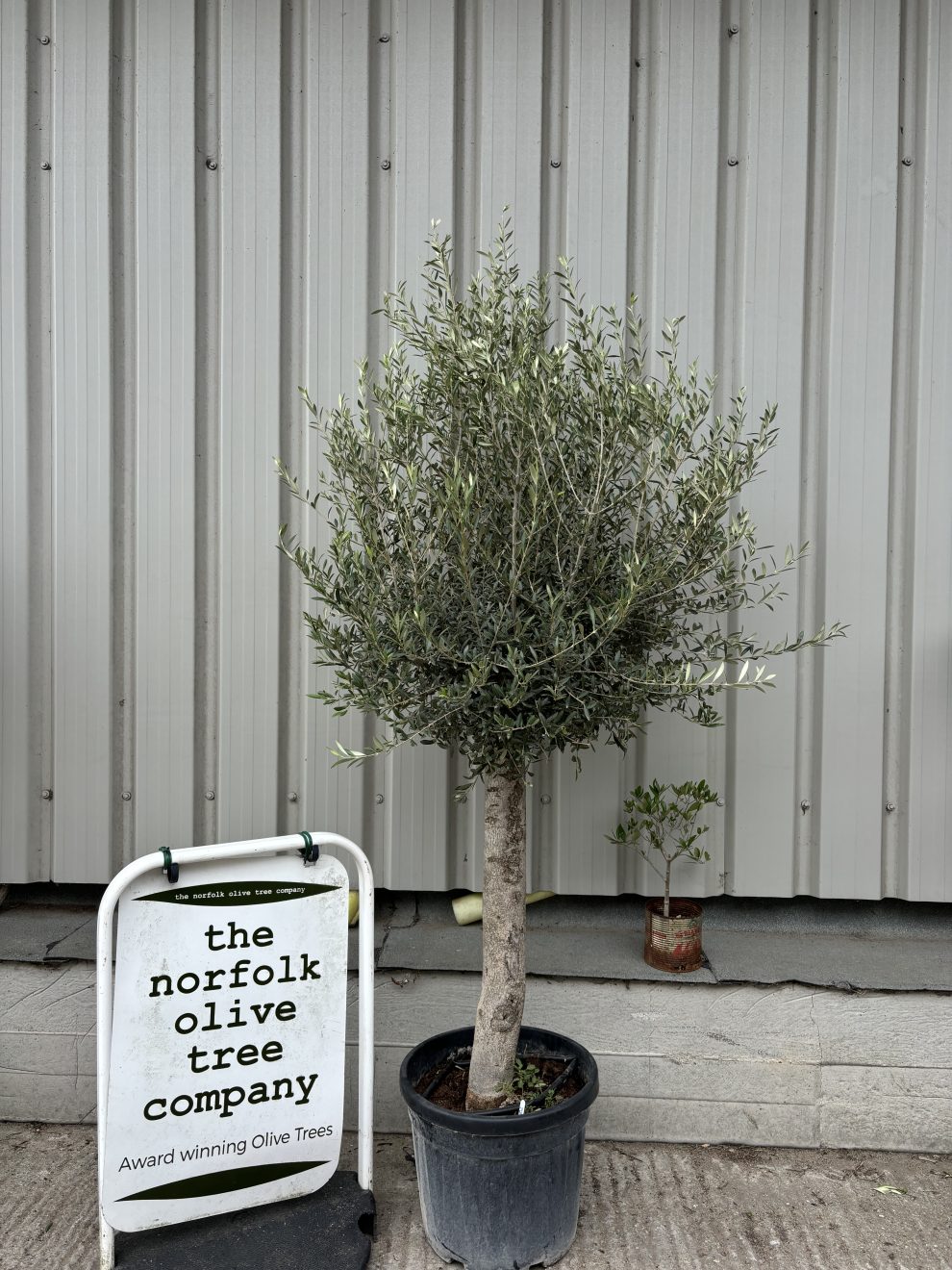 London Olive tree delivery included - The Norfolk Olive Tree Company