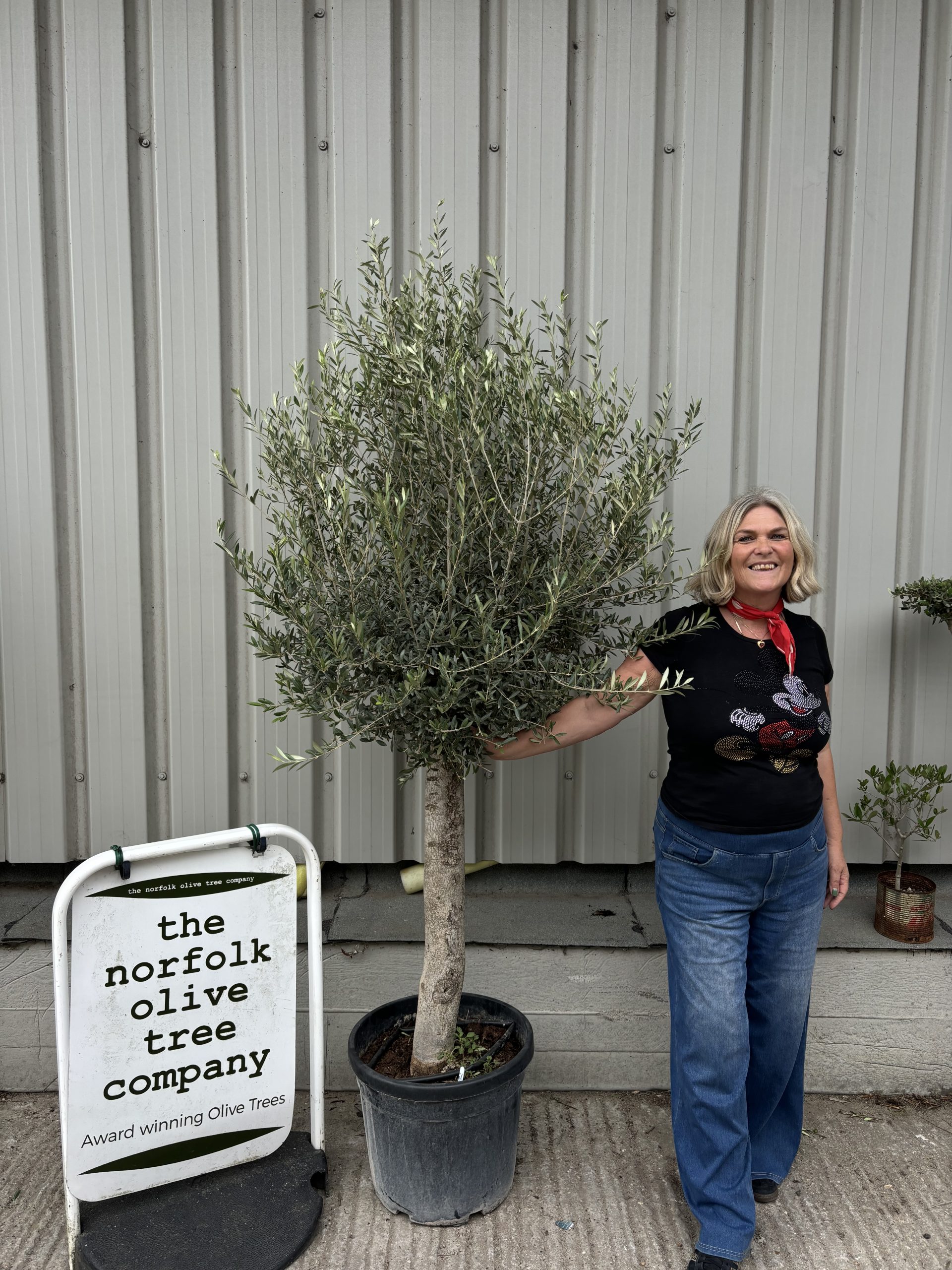 London Olive tree delivery included - The Norfolk Olive Tree Company
