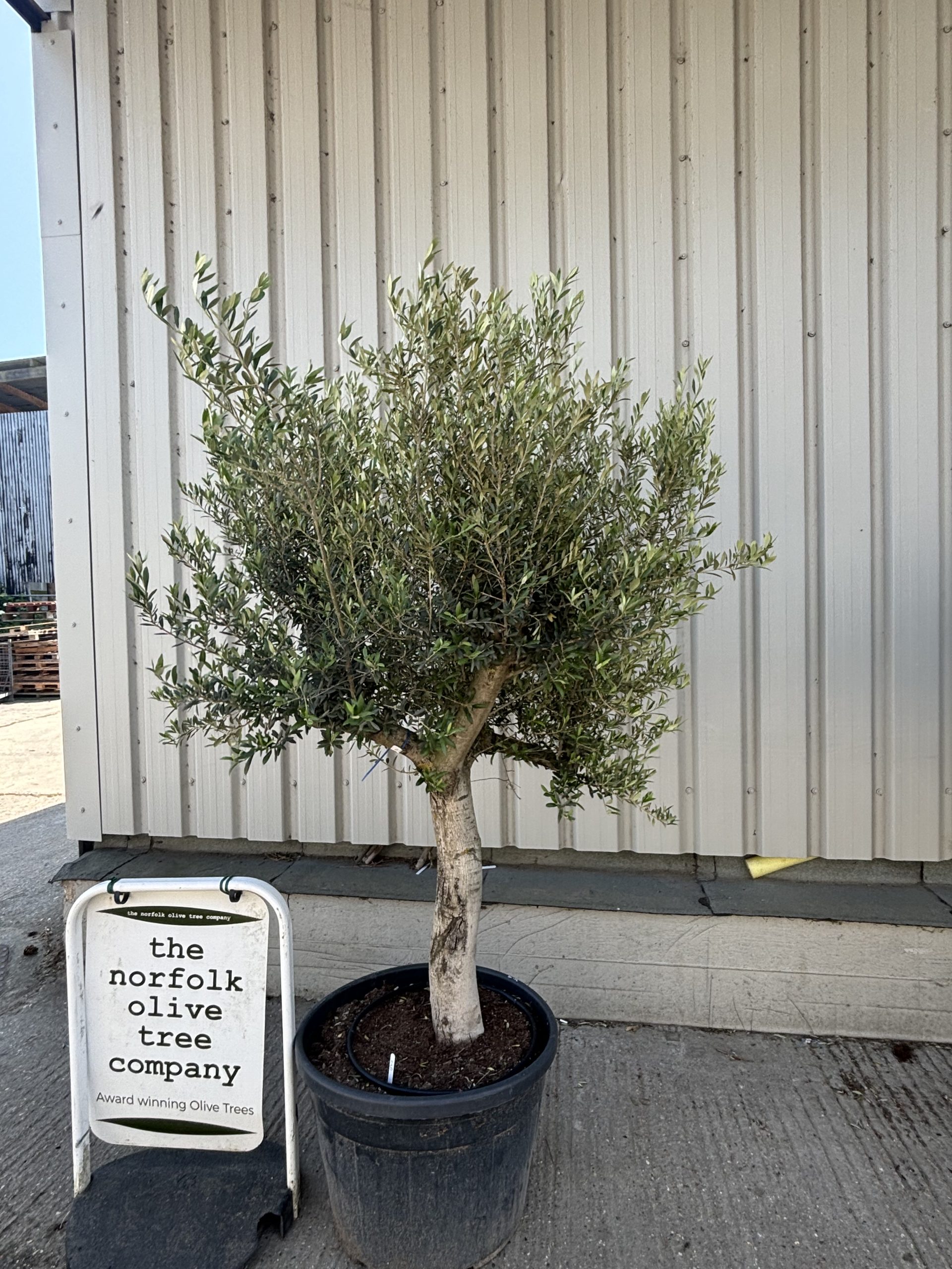 Mature Olive tree - The Norfolk Olive Tree Company