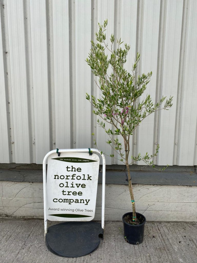 Koroneiki Greek Olive tree delivery included - The Norfolk Olive Tree ...