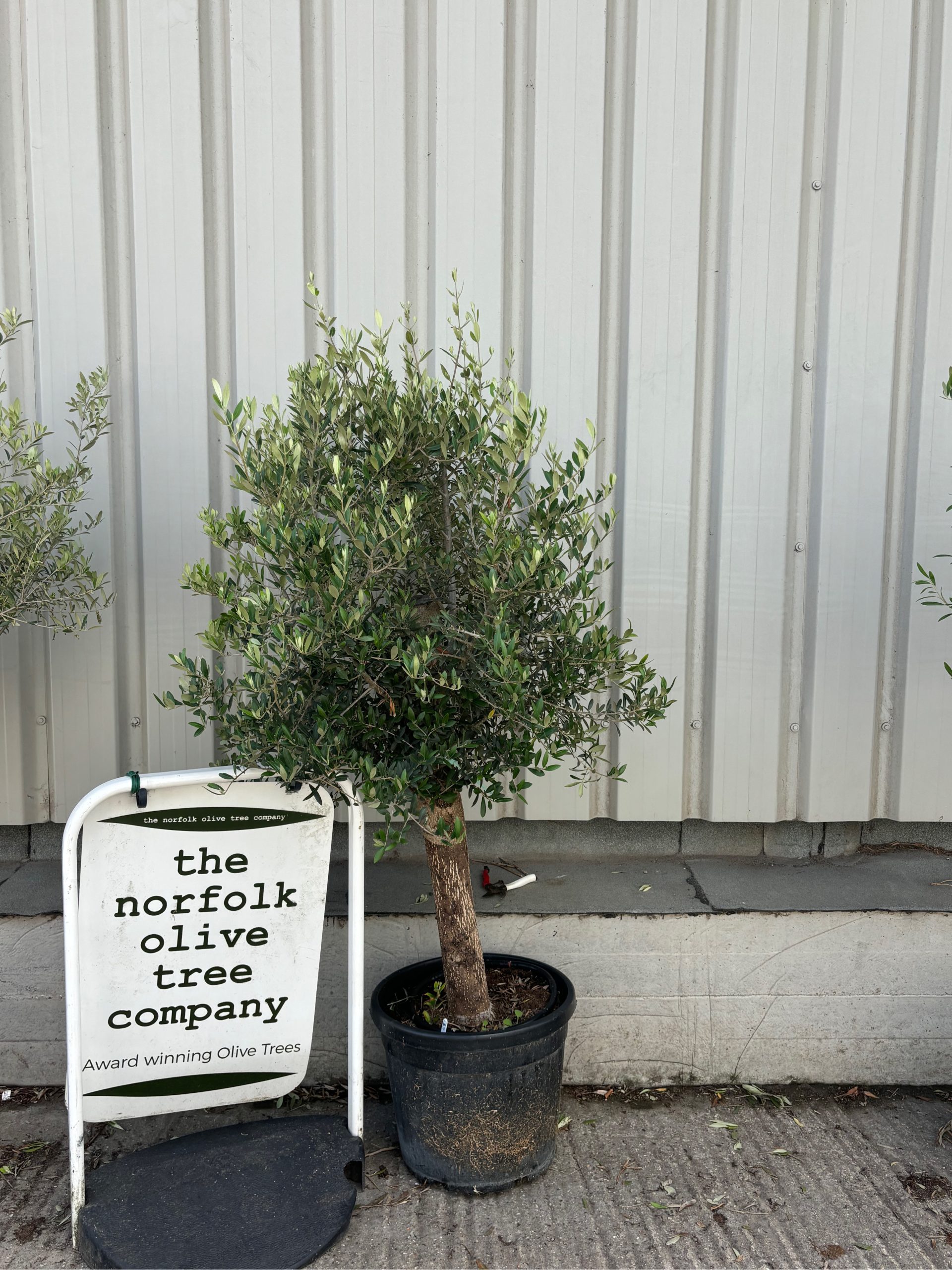 Olive Tree for Sale – Clearance Special (Delivery Included) - The ...