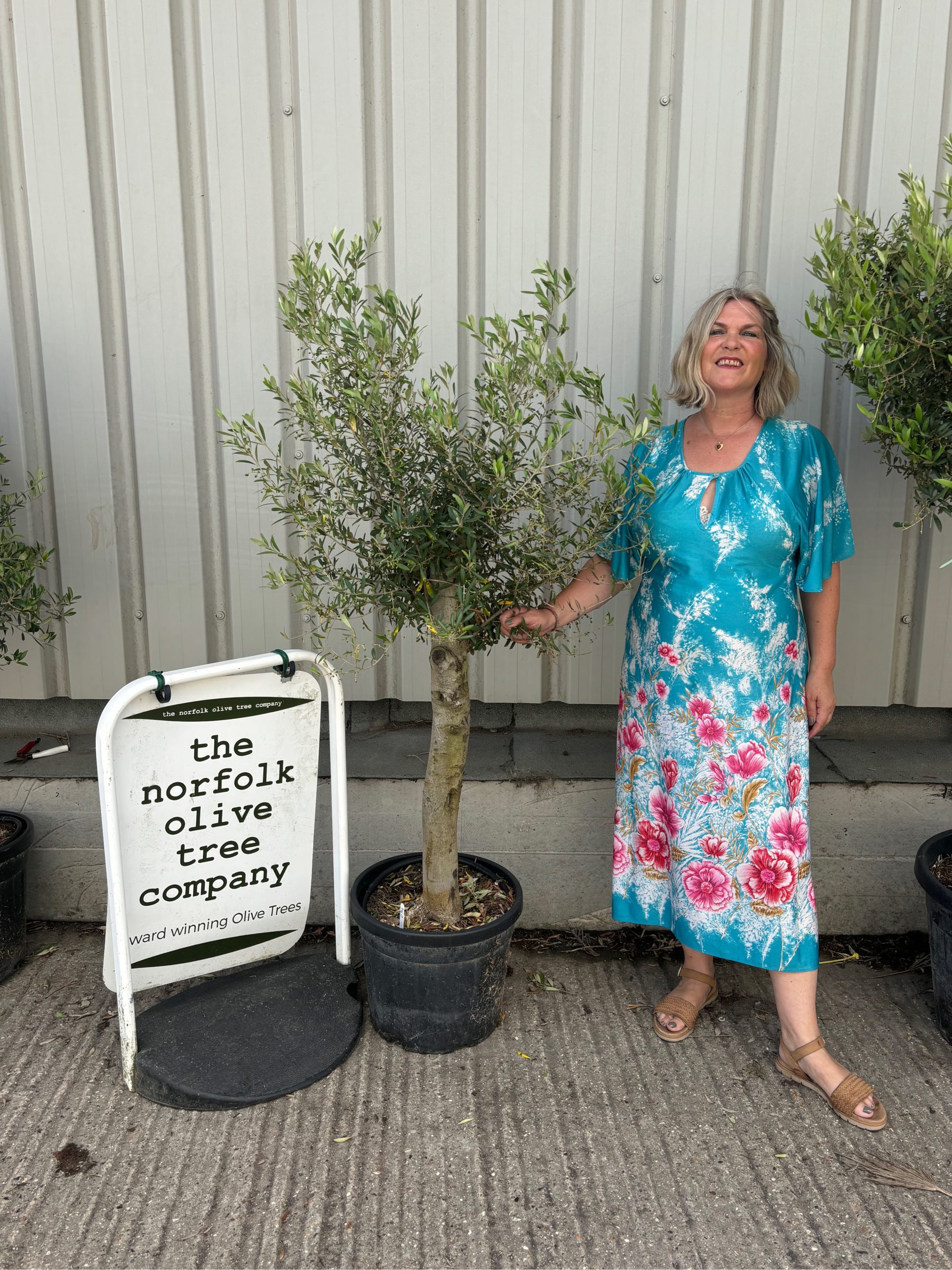 Olive Tree for Sale – Clearance Special (Delivery Included) - The ...