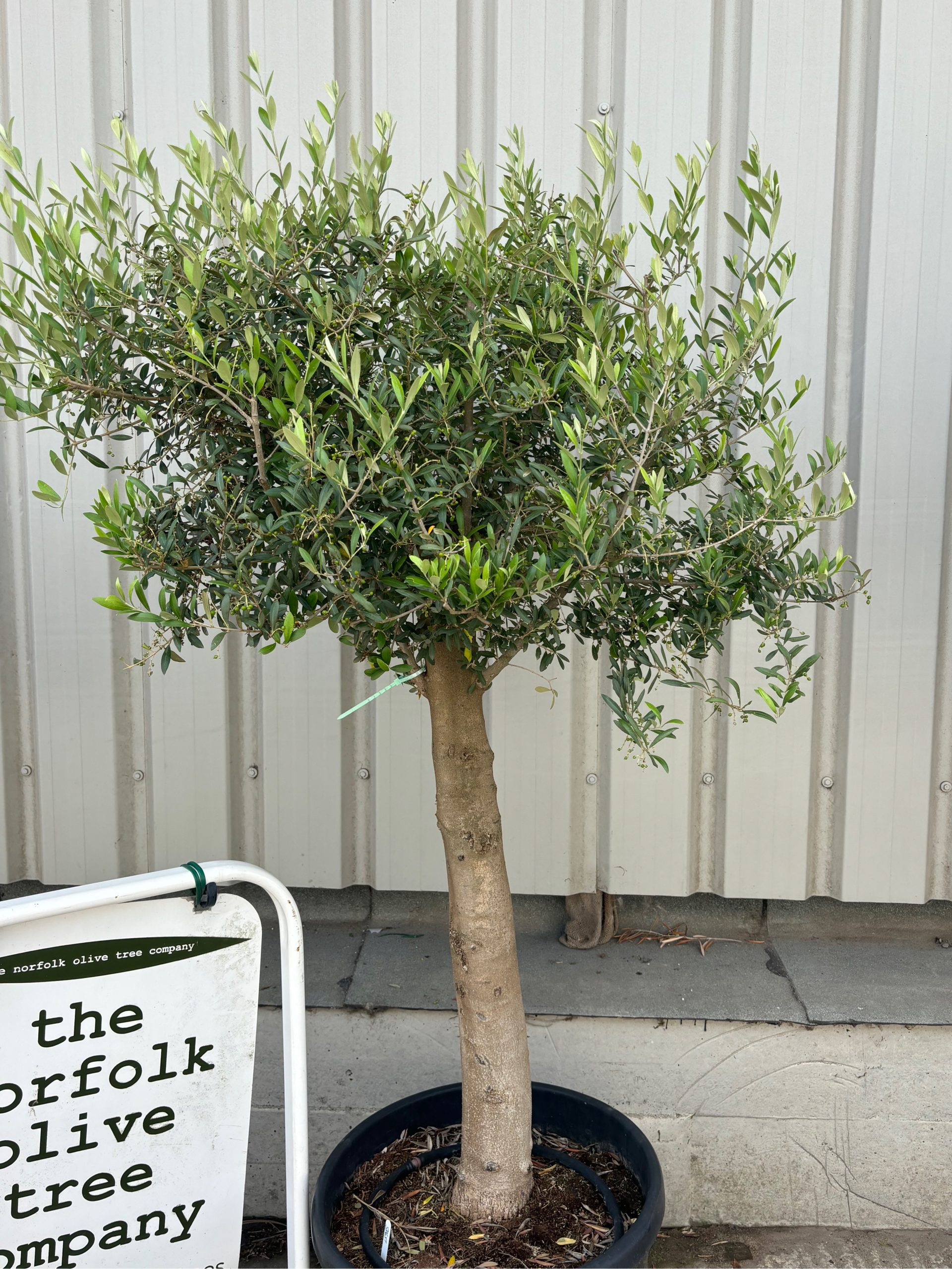 Mature Olive tree delivery included - The Norfolk Olive Tree Company