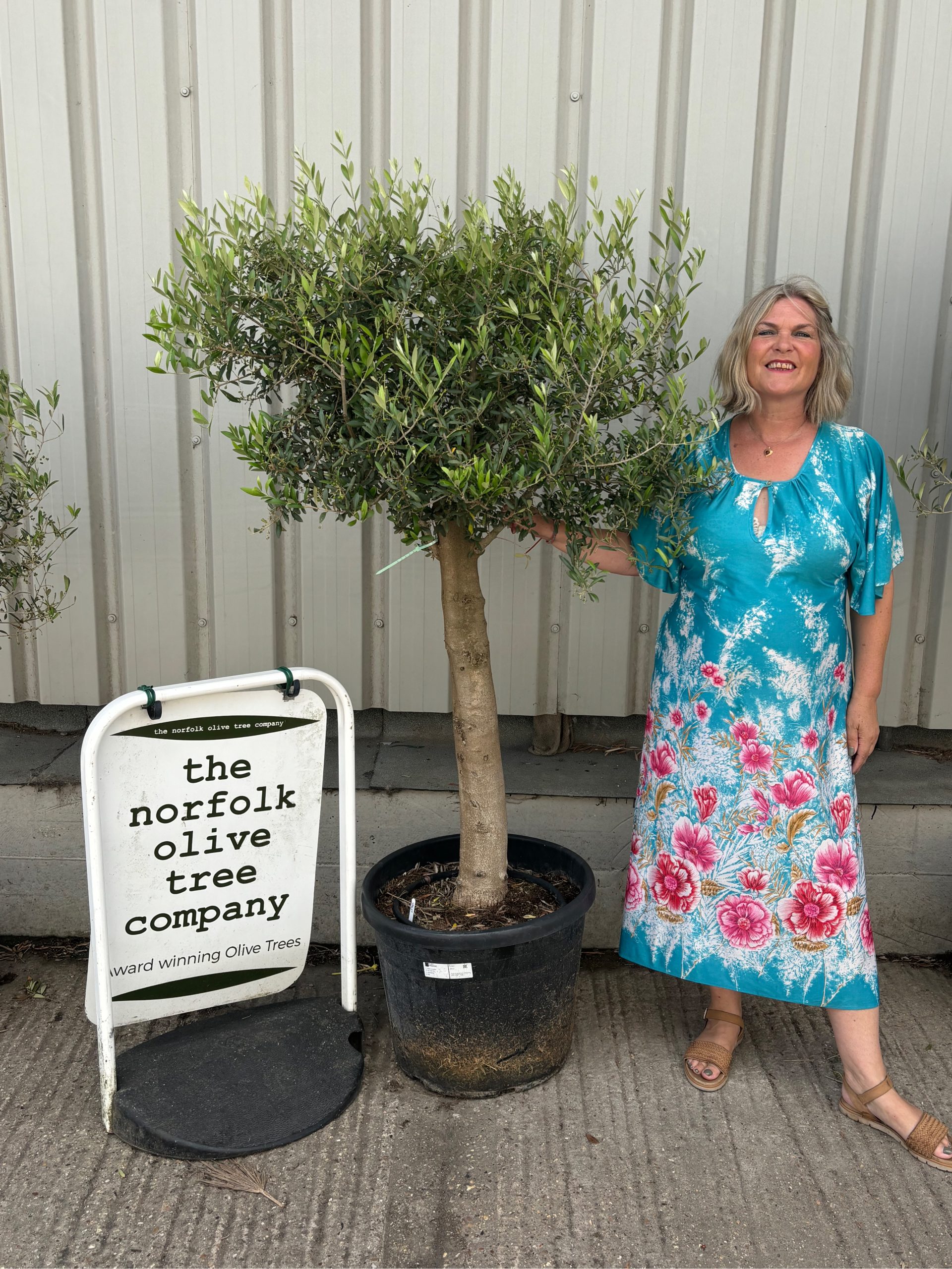Mature Olive tree delivery included - The Norfolk Olive Tree Company