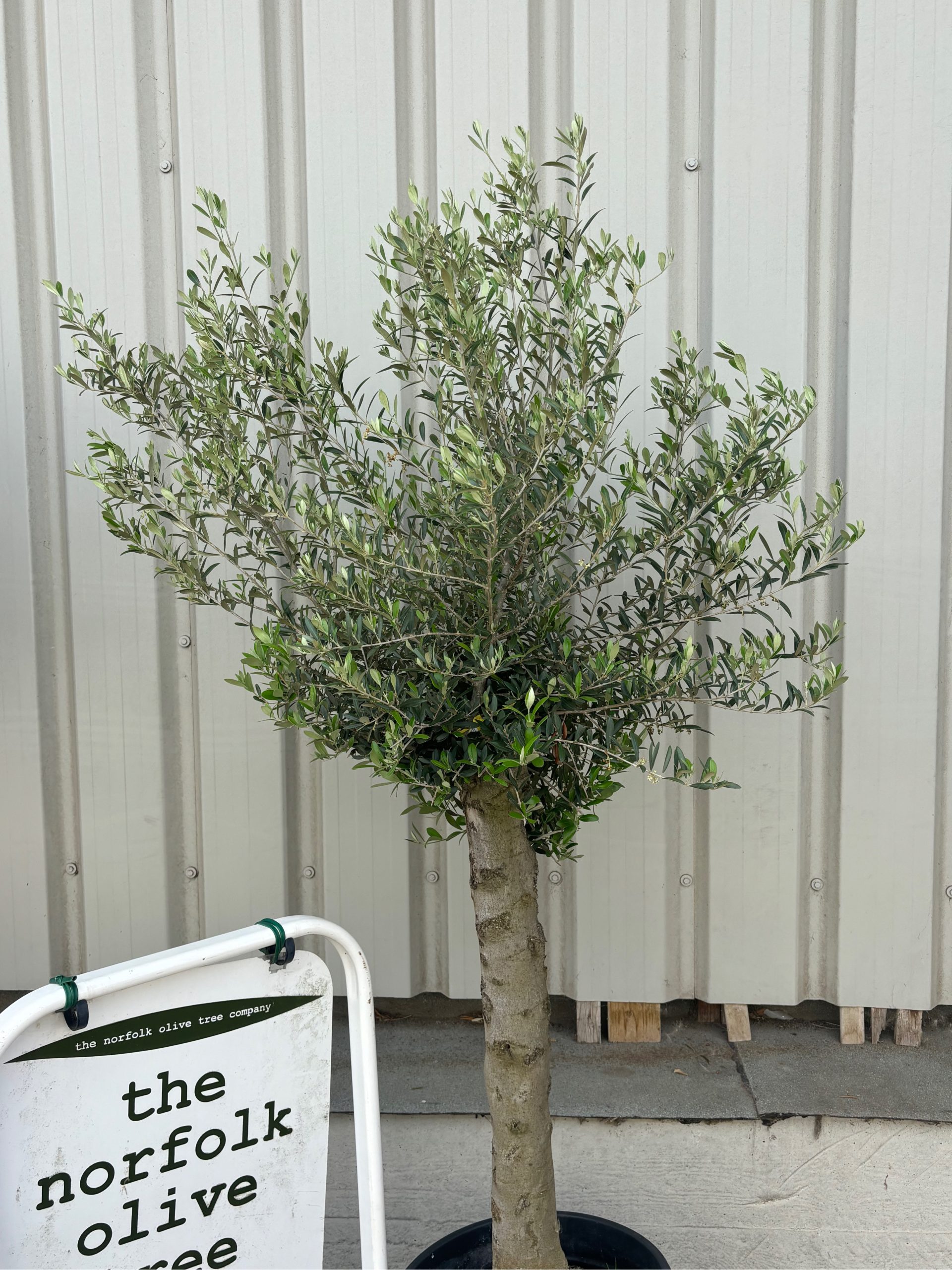 Mature Olive tree delivery included - The Norfolk Olive Tree Company
