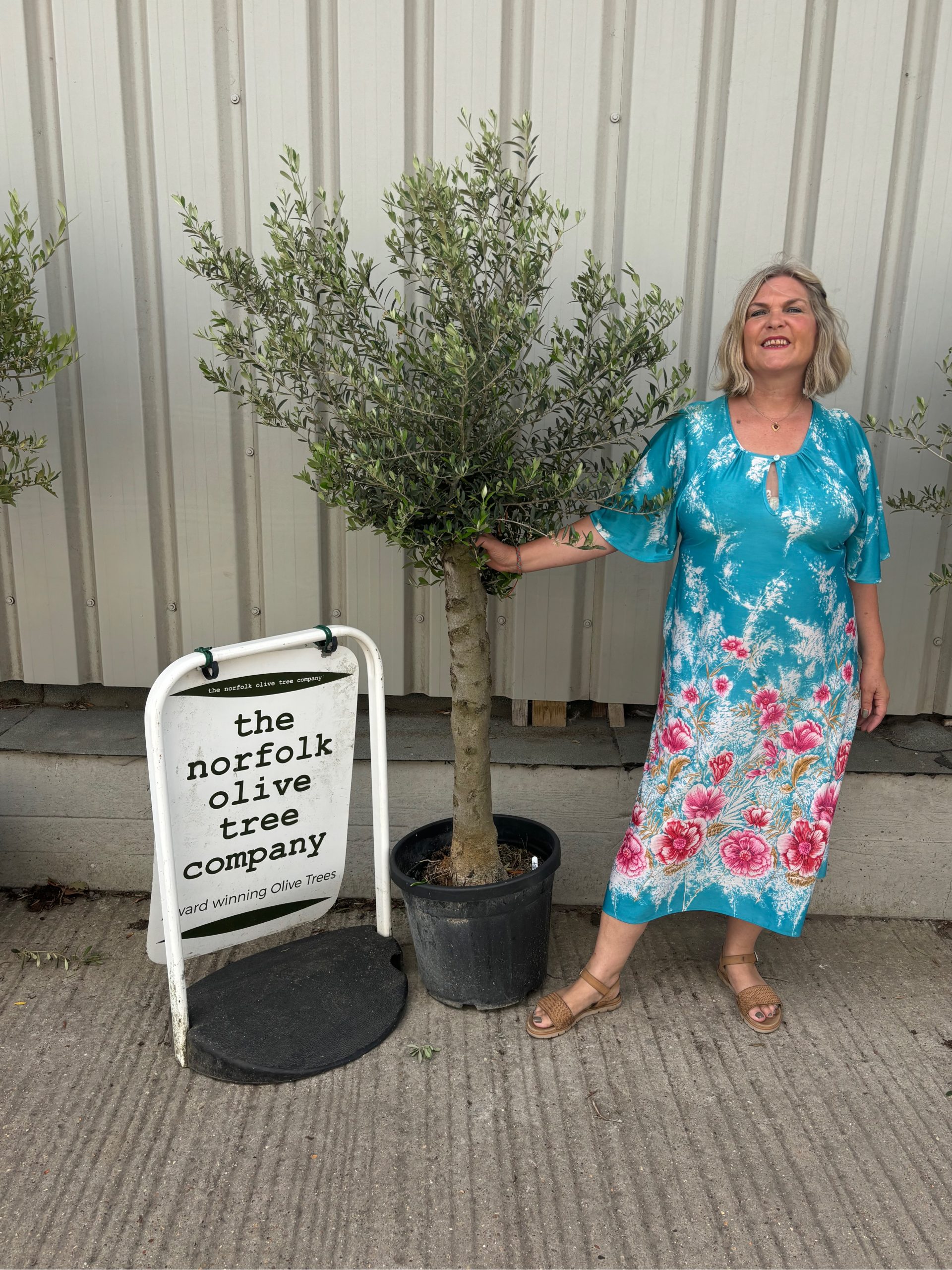 Mature Olive tree delivery included - The Norfolk Olive Tree Company