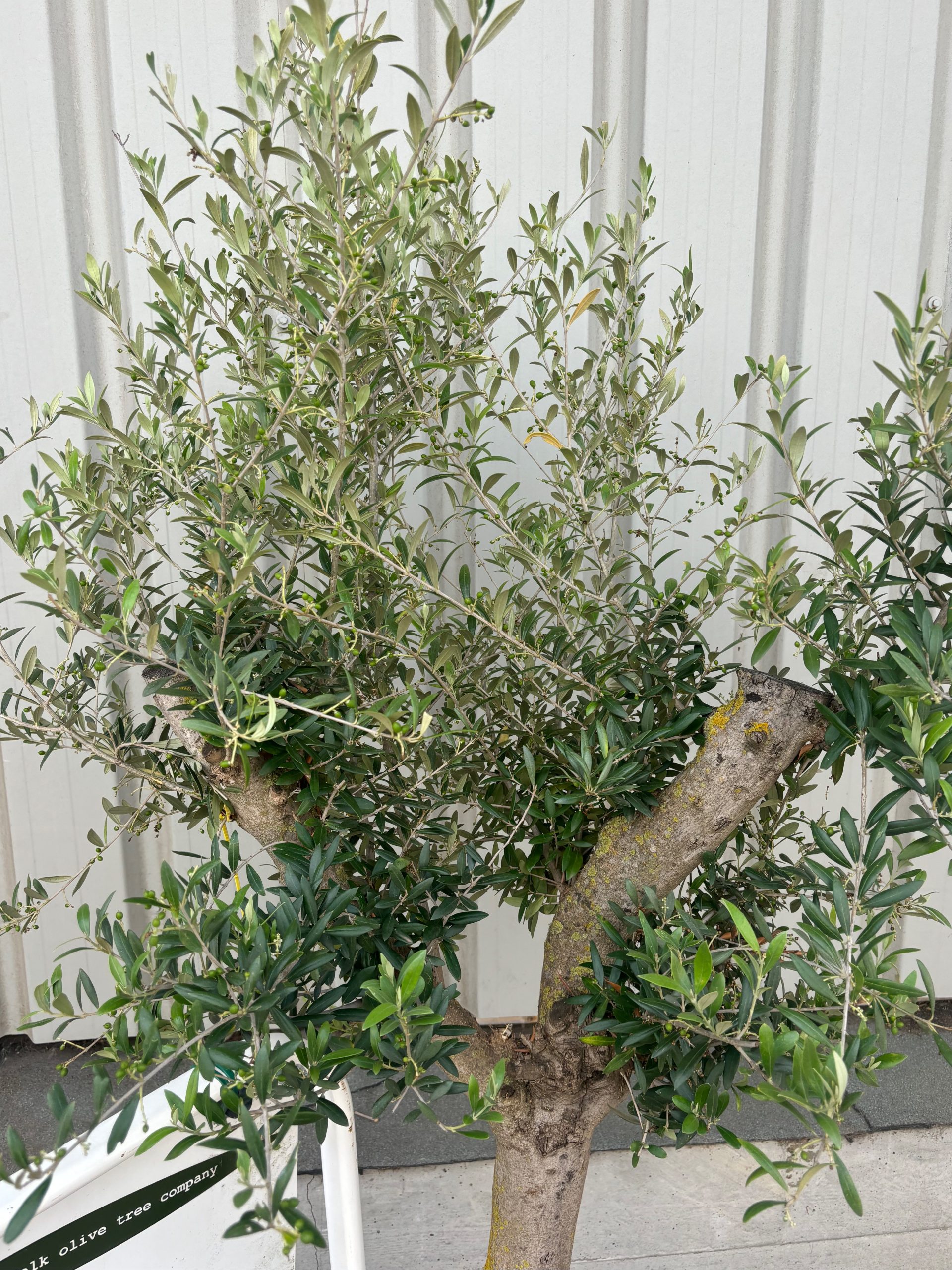 Olive Tree for Sale – Clearance Special (Delivery Included) - The ...